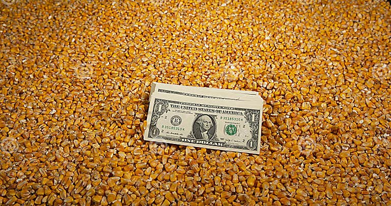 Corn and Flying Dollar Bank Notes Stock Image - Image of model, plant ...
