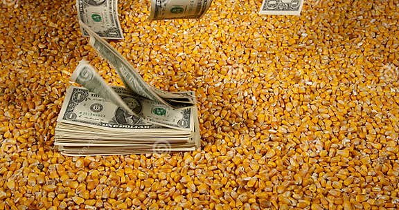 Corn and Flying Dollar Bank Notes Stock Photo - Image of agriculture ...