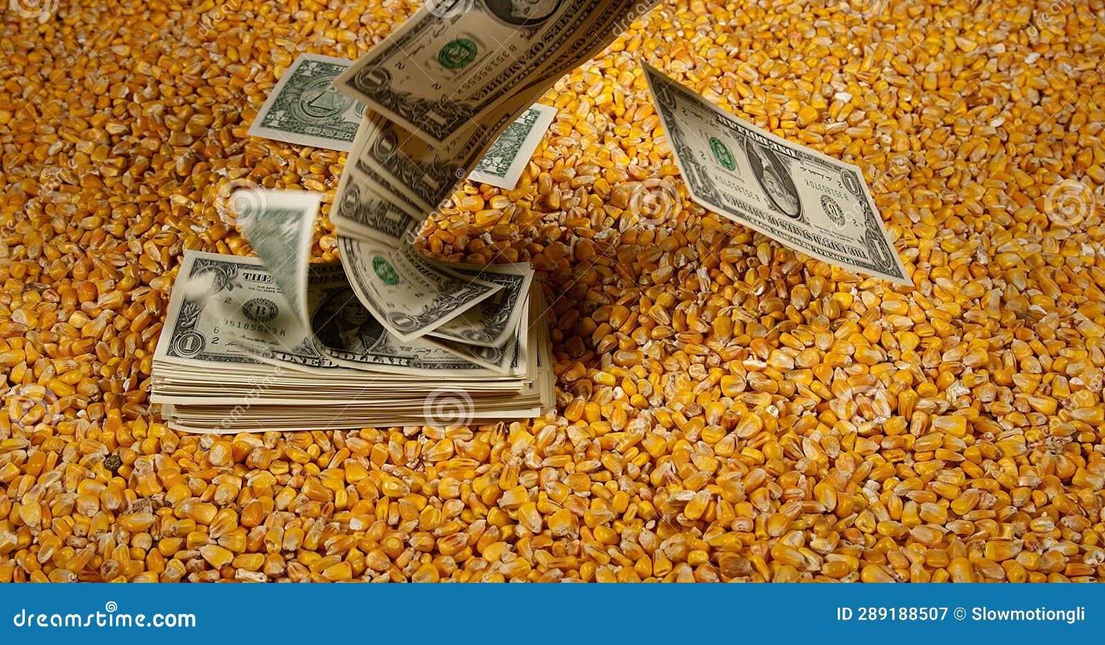 Corn and Flying Dollar Bank Notes Stock Image - Image of paper, capital ...