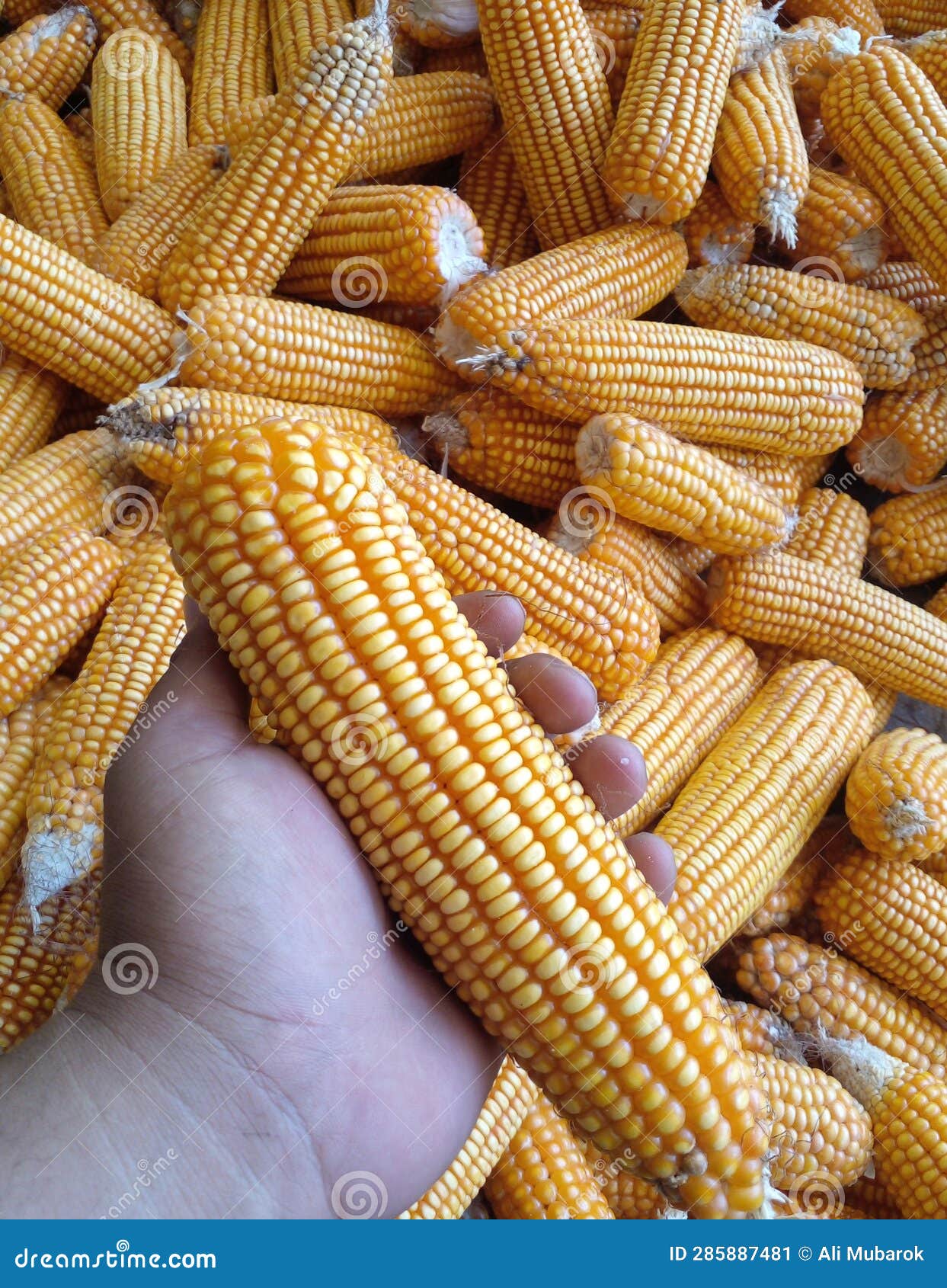 Corn Feed for Drying Process in Indonesia Stock Image - Image of ...