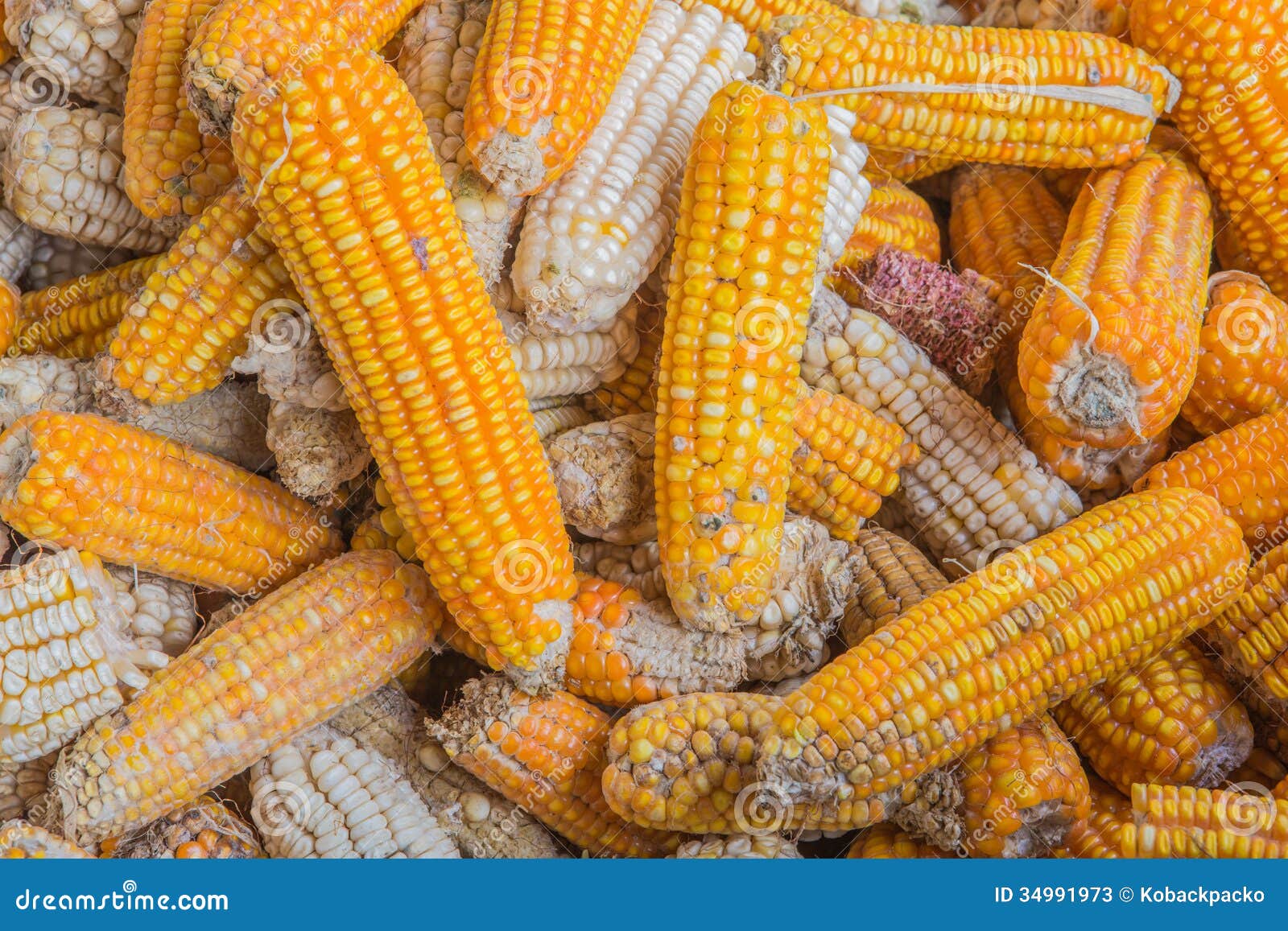 Corn stock image. Image of mammal, eating, objects, cereal - 34991973