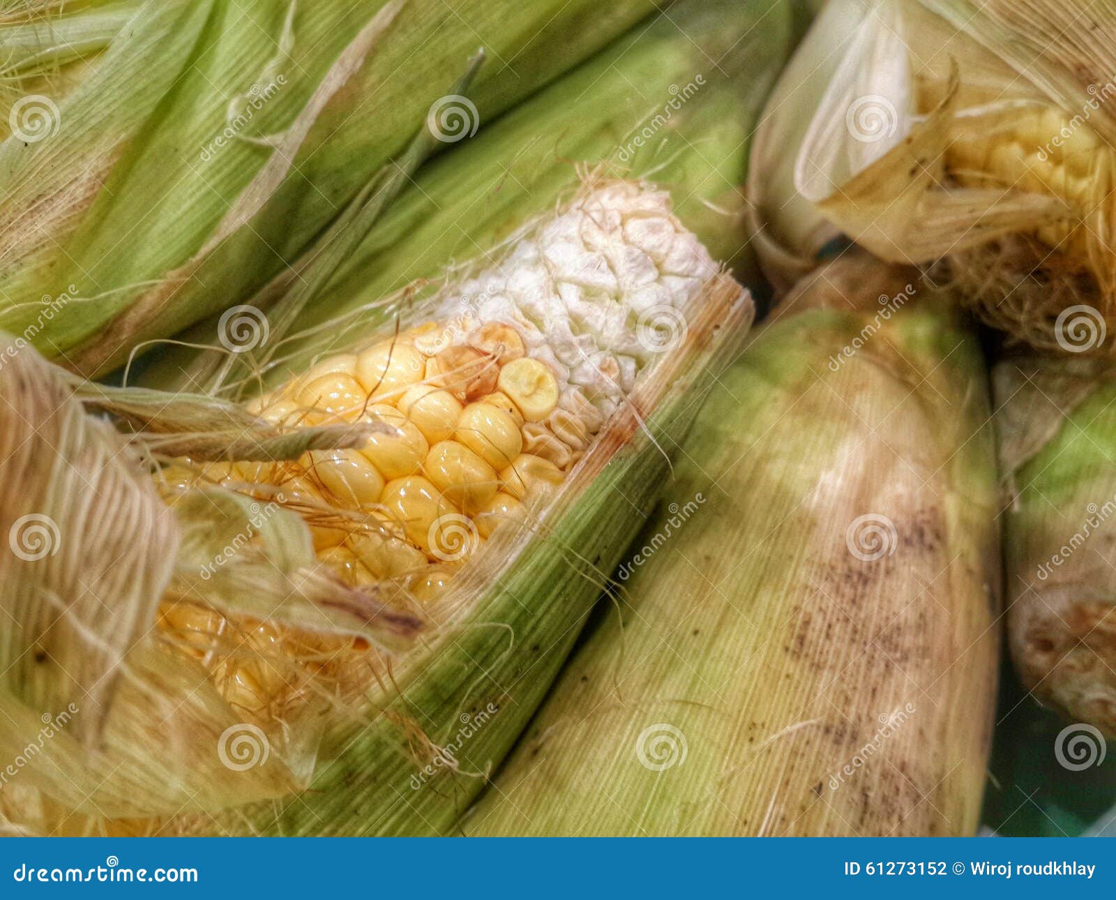 Corn stock photo. Image of food, market, corn, unripe - 61273152