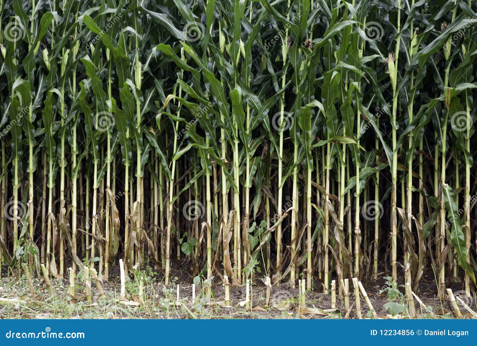 Corn forest stock photo. Image of plants, autumn, cornfield - 12234856