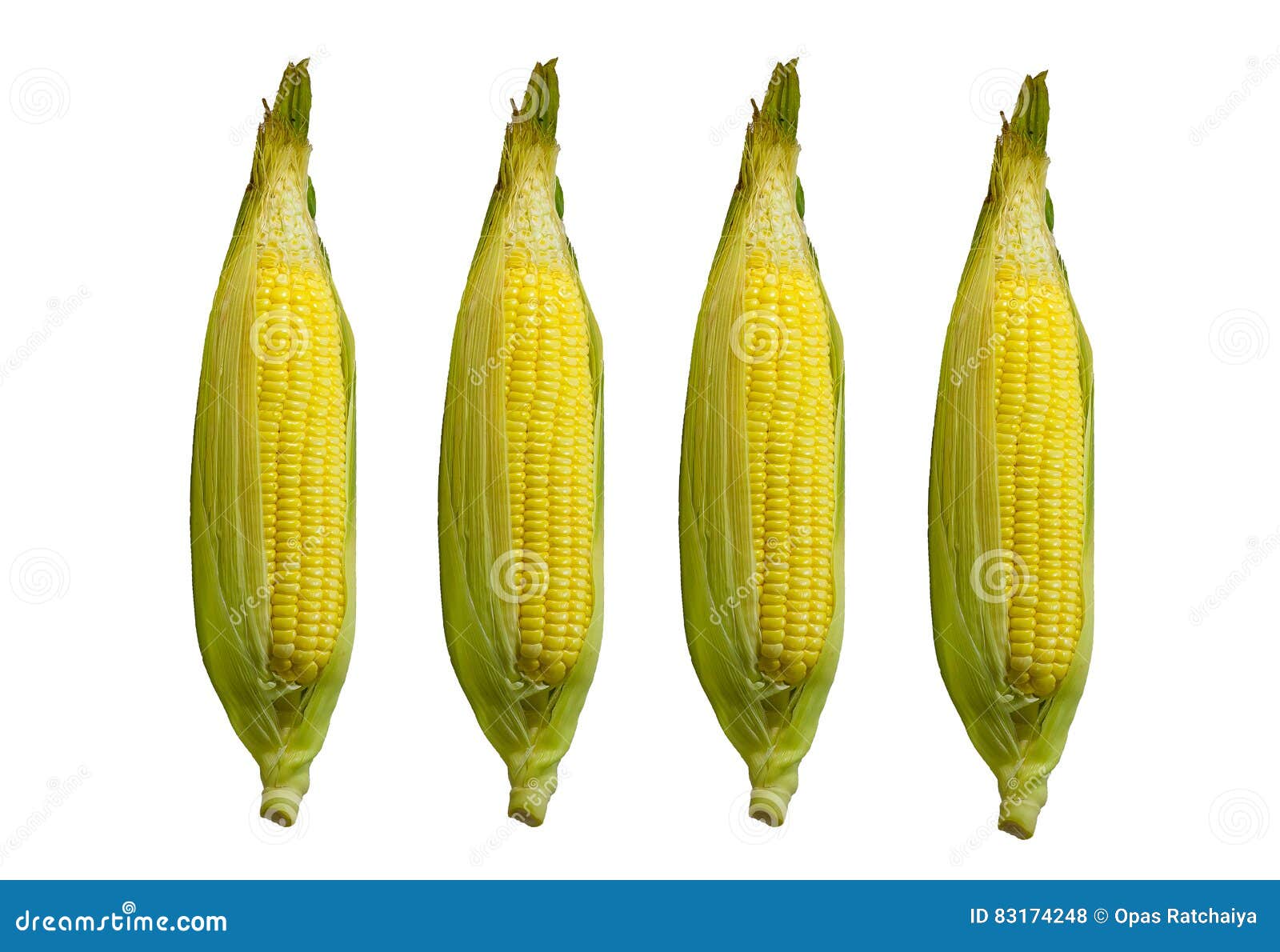 Corn stock photo. Image of grain, organic, four, leaf - 83174248