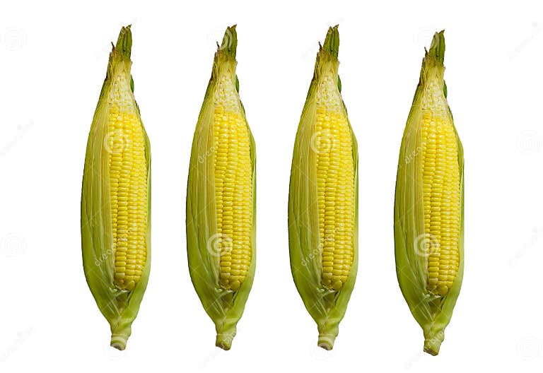 Corn stock photo. Image of grain, organic, four, leaf - 83174248