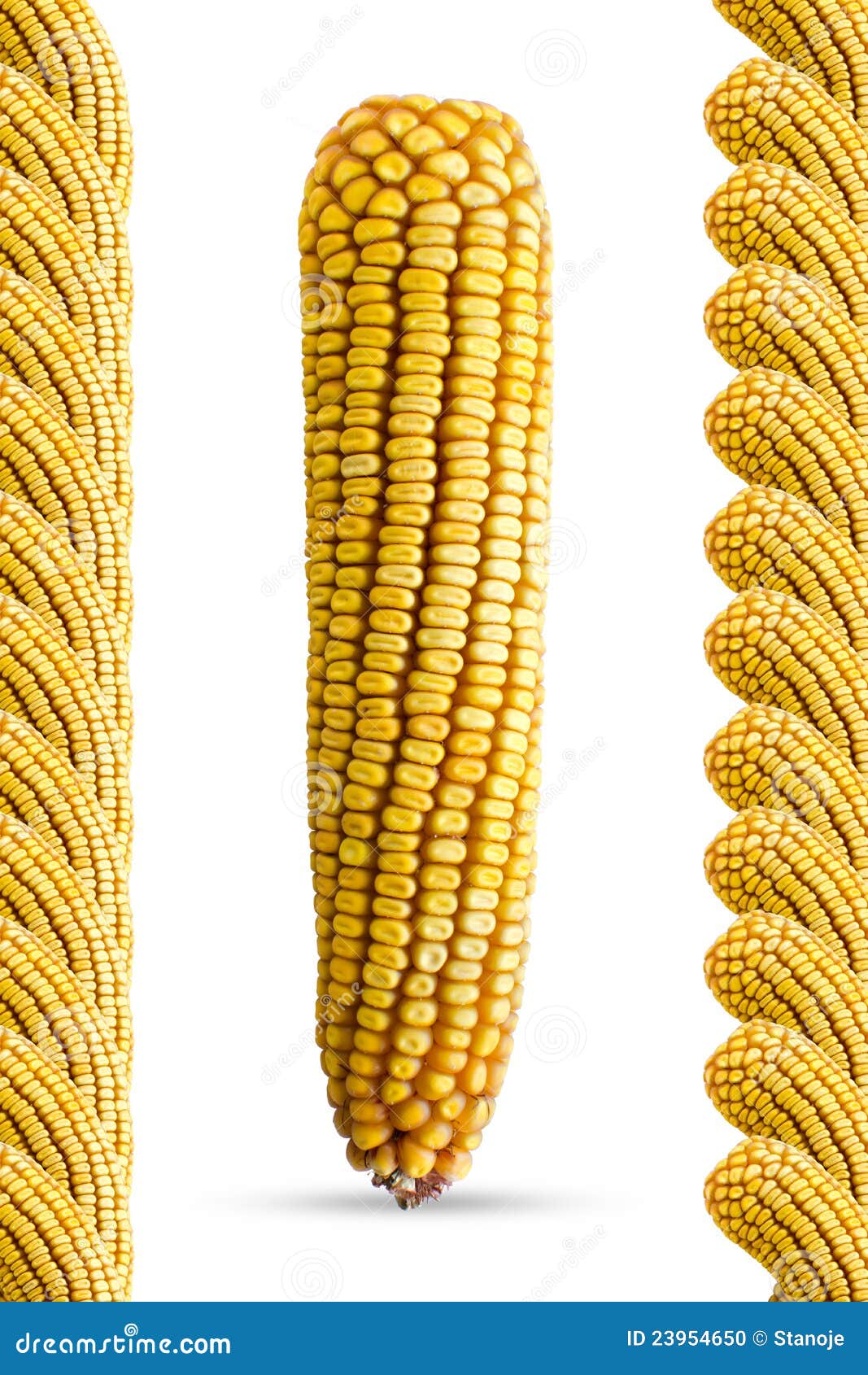 Corn frame stock photo. Image of market, nutrition, gold - 23954650