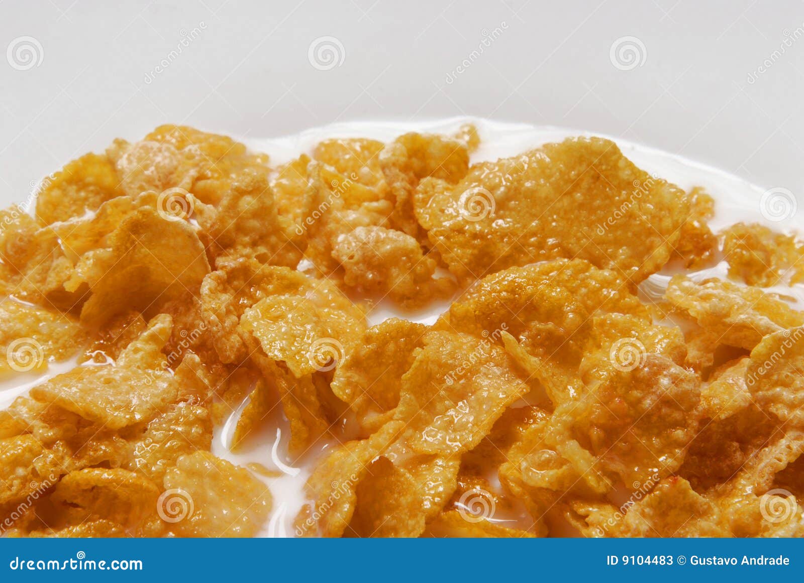 Corn fresh. stock image. Image of agriculture, agricultur - 9104483