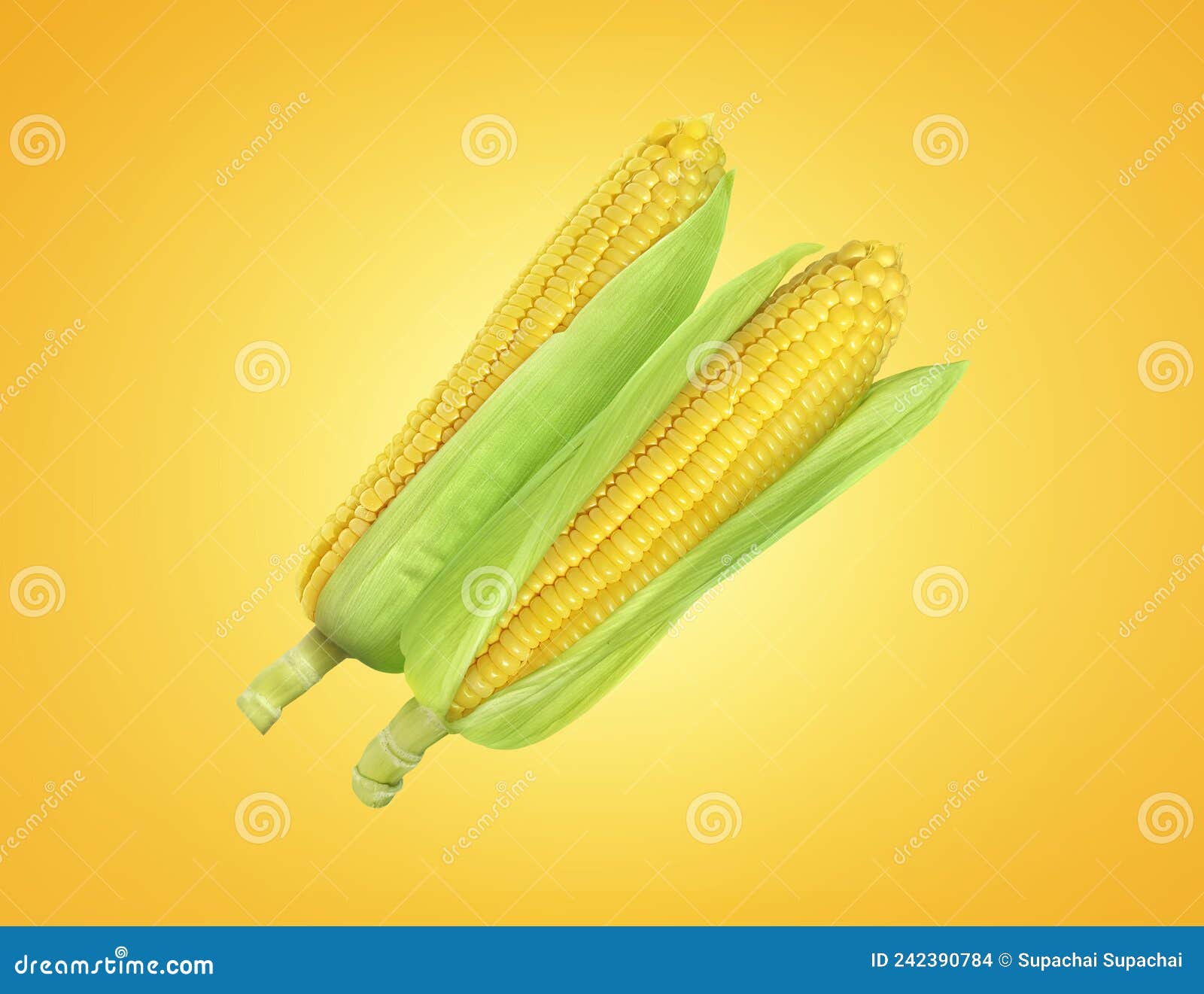 Corn Fresh on Yellow Gold Background Stock Photo - Image of ingredient ...