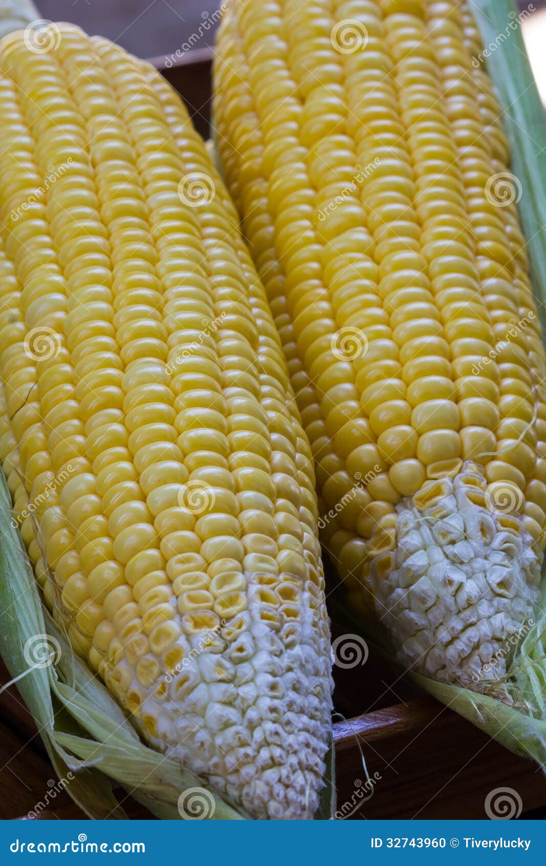 Corn stock photo. Image of grain, cooking, cornmeal, diet - 32743960