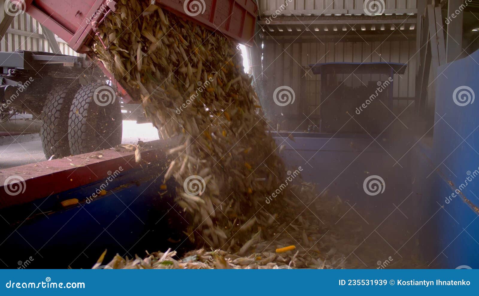 Corn. Freshly Harvested Corn Cobs Unloading from a Truck Container ...