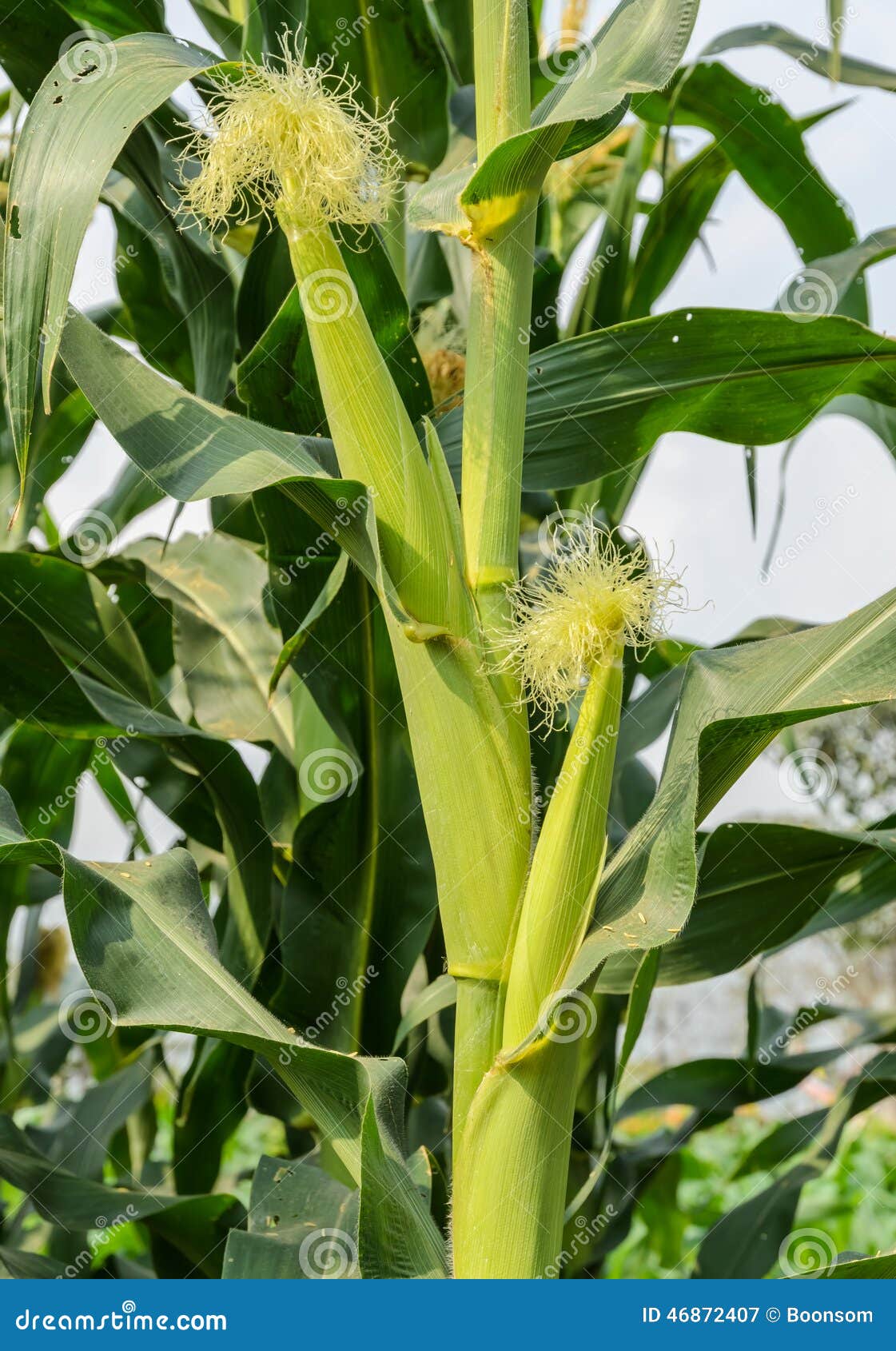Corn fruit stock image. Image of farm, closeup, agriculture - 46872407