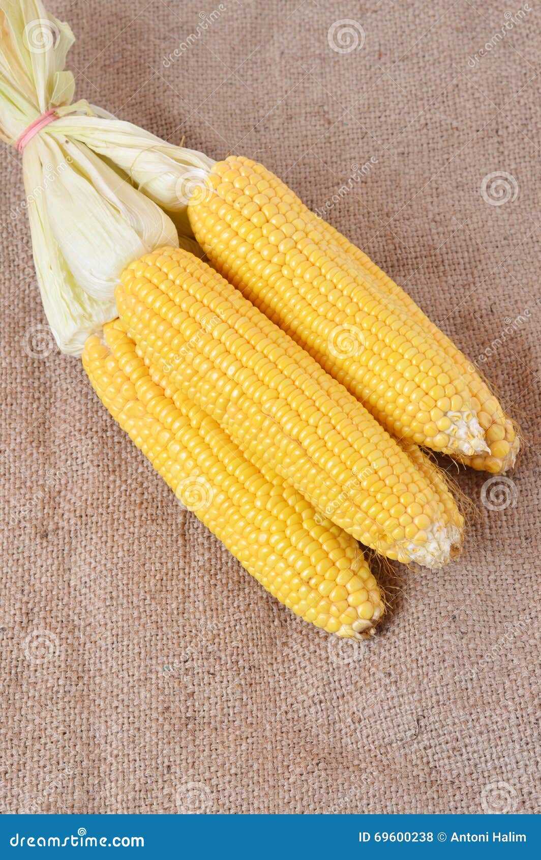 Corn fruit stock photo. Image of kernels, corn, healthy - 69600238