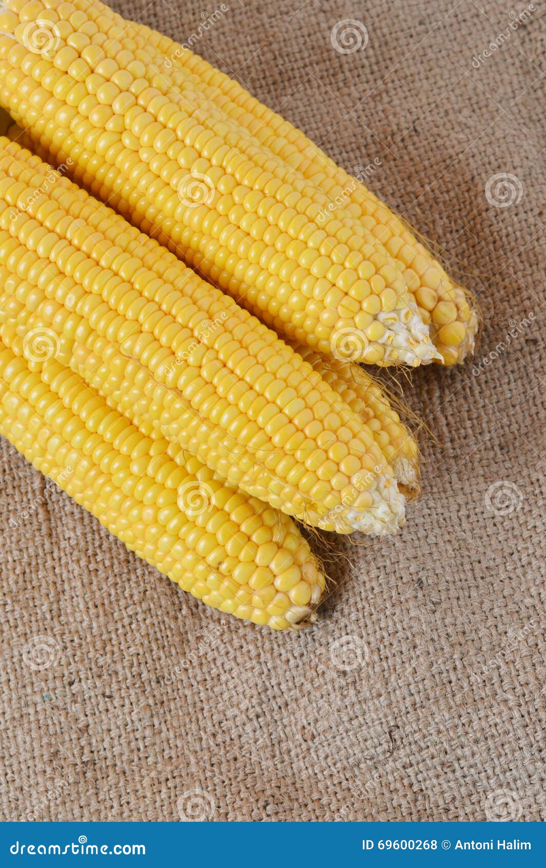 Corn fruit stock photo. Image of corncob, background - 69600268