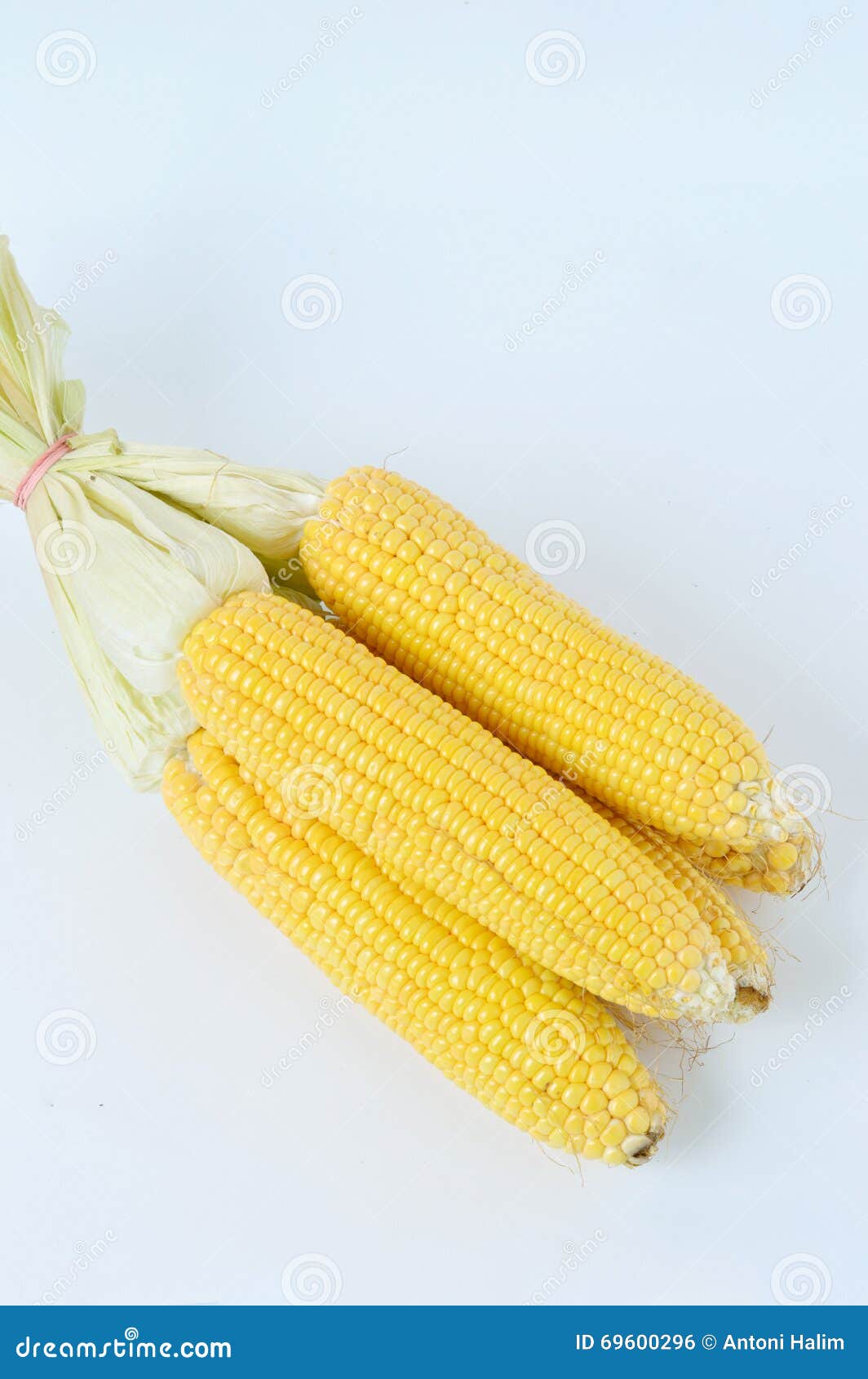 Corn fruit stock photo. Image of nutritious, corn, healthy - 69600296