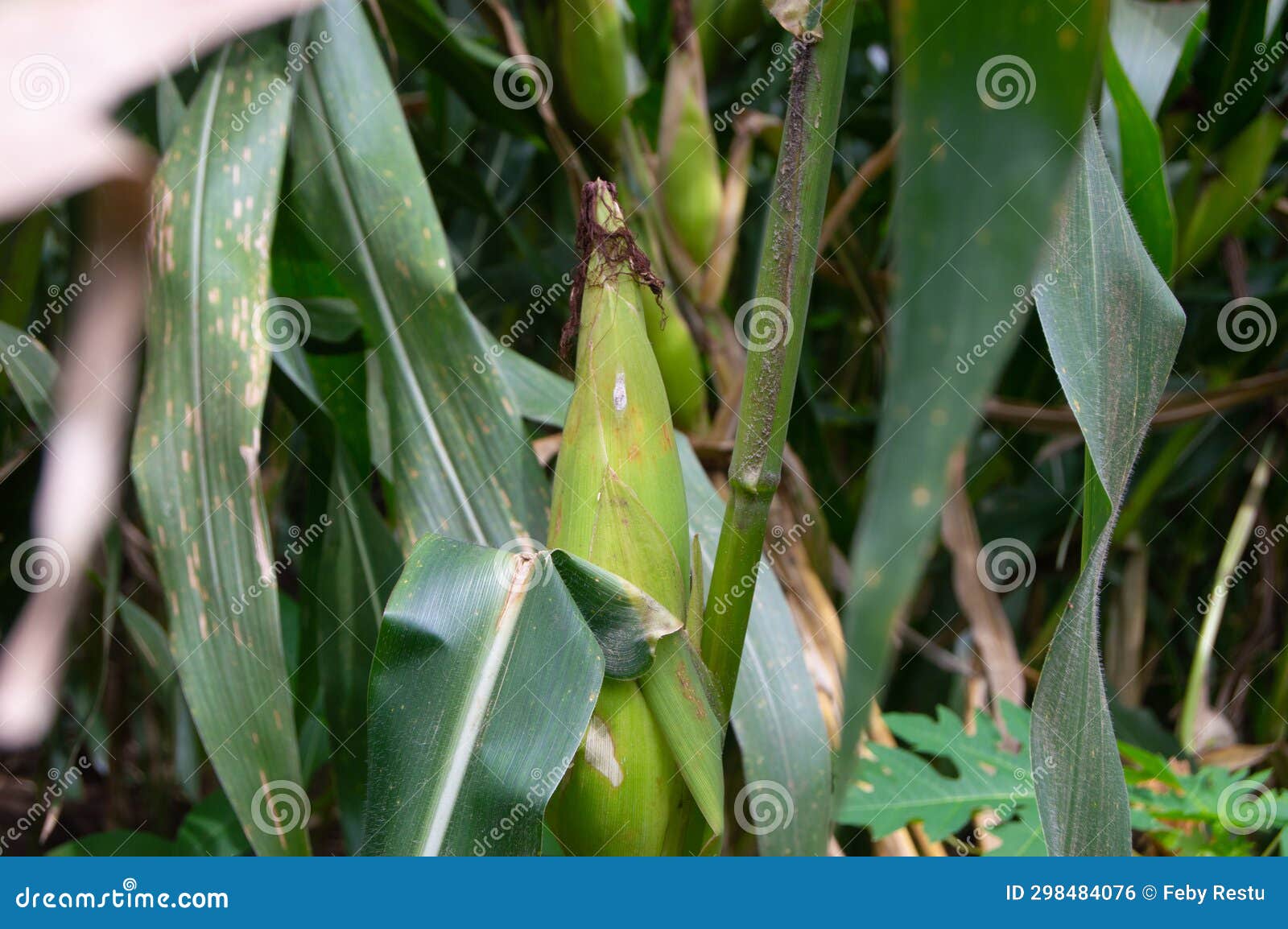 Corn Fruit is Starting To Ripen and is Ready To Harvest Stock Photo ...