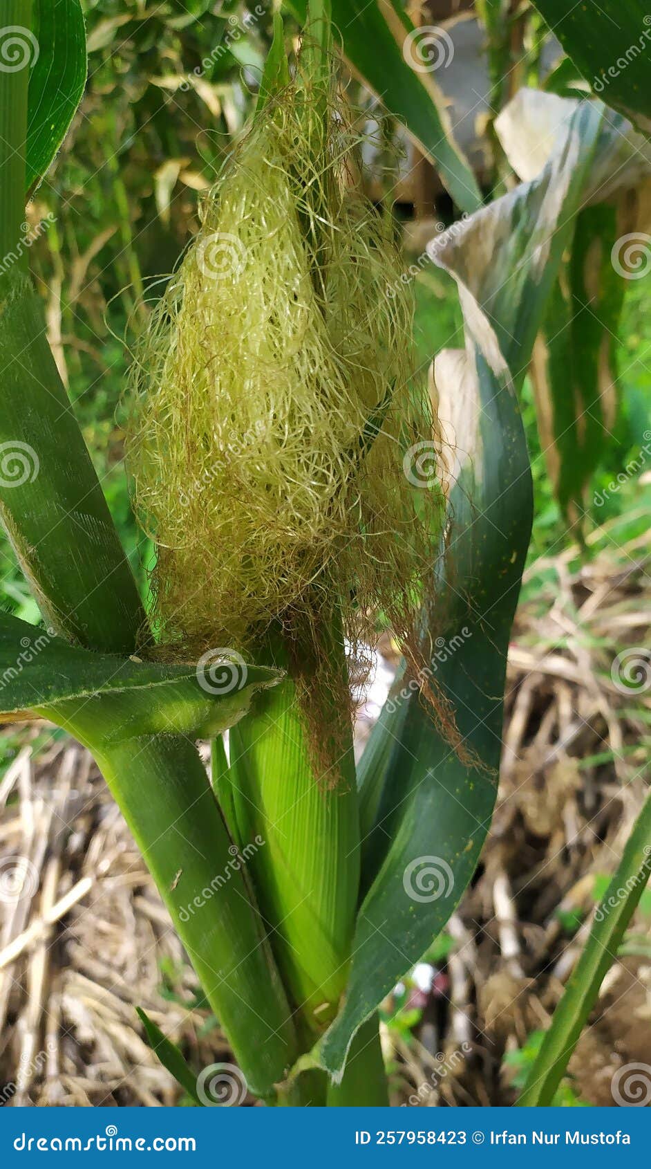 Corn Fruits that are Still Small Stock Image - Image of hairs, fruit ...