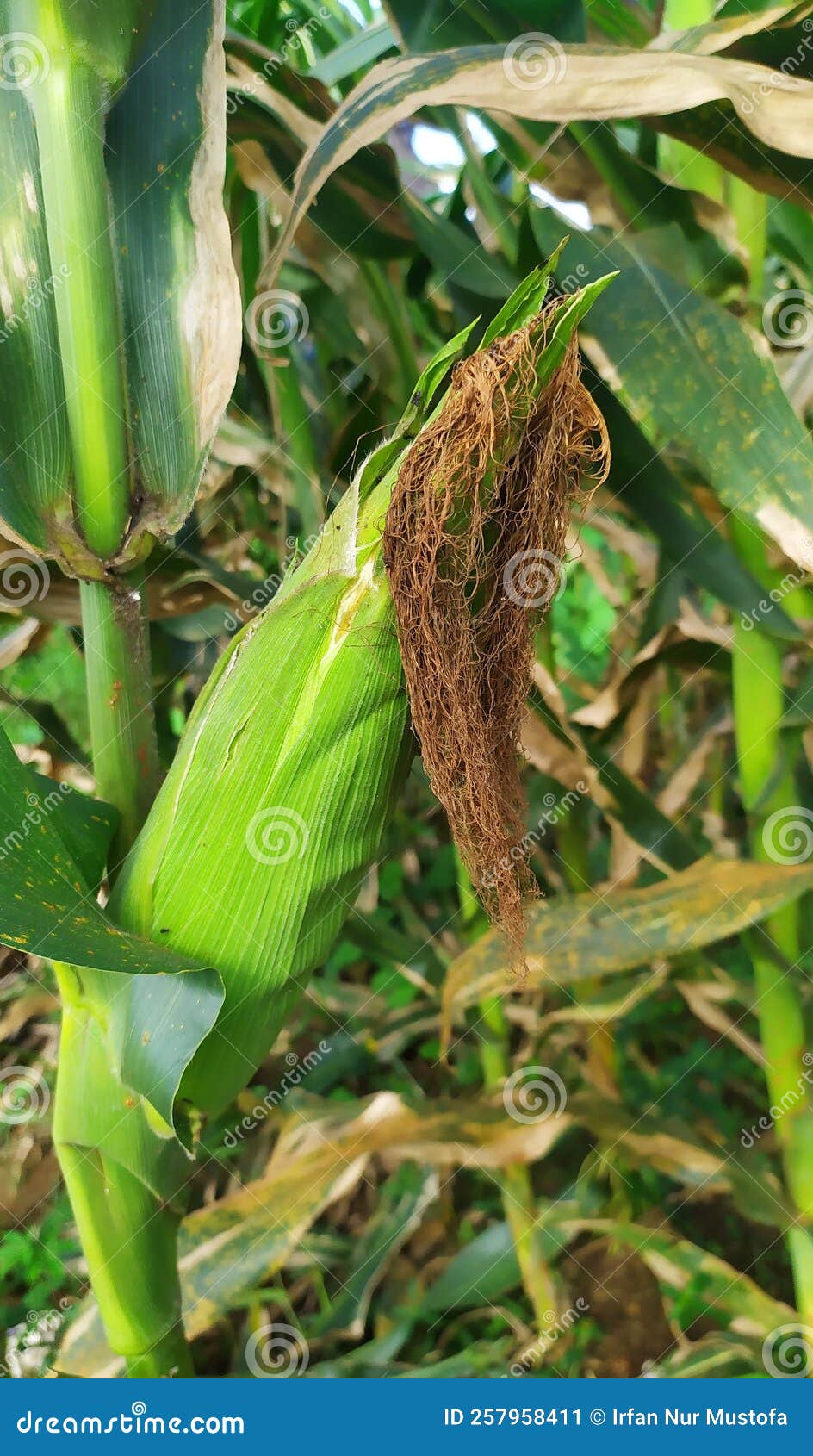Corn Fruits that are Still Small and Still Have Fruit Hairs Stock Image ...