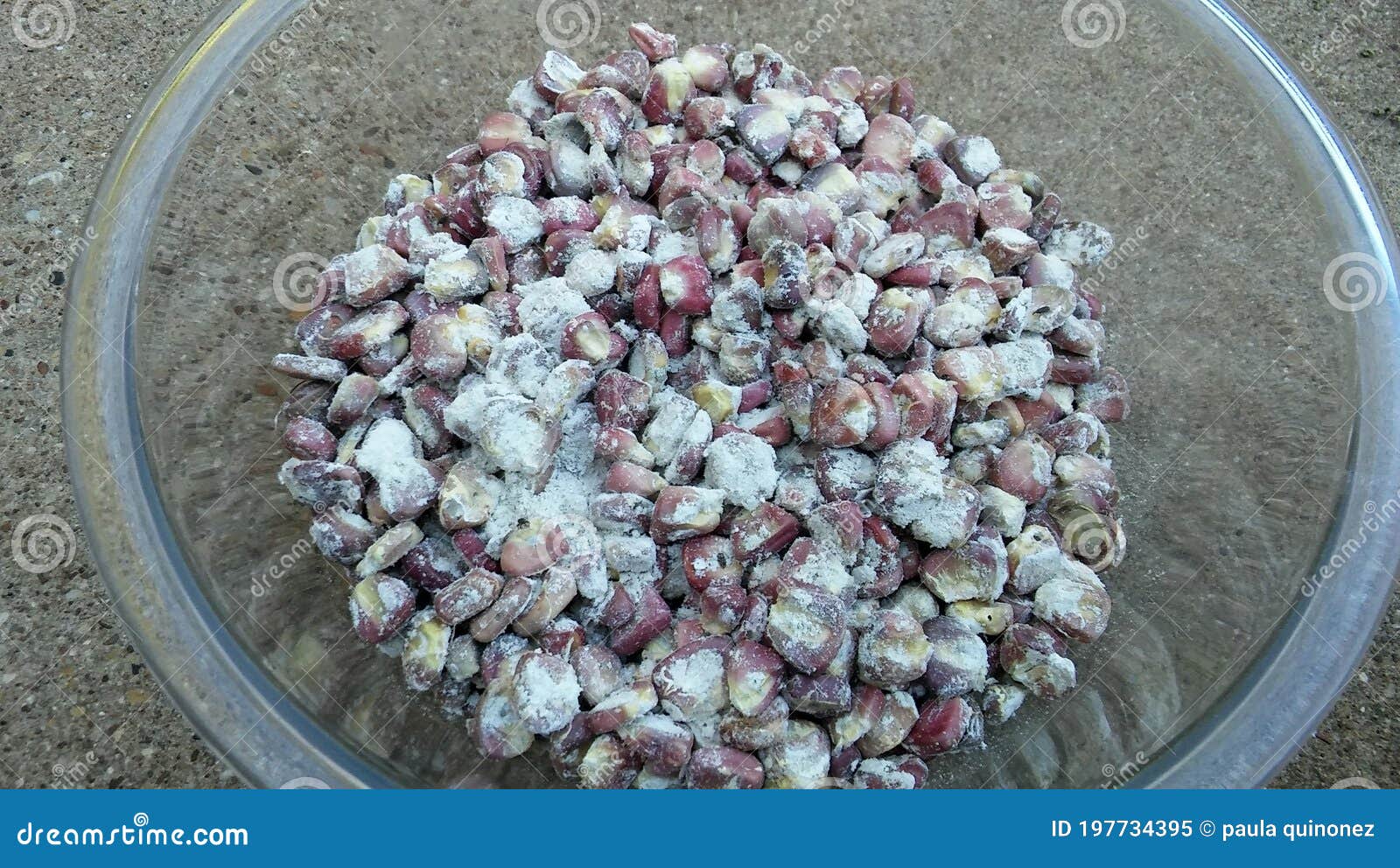 Corn full of tiny insects stock image. Image of corn - 197734395