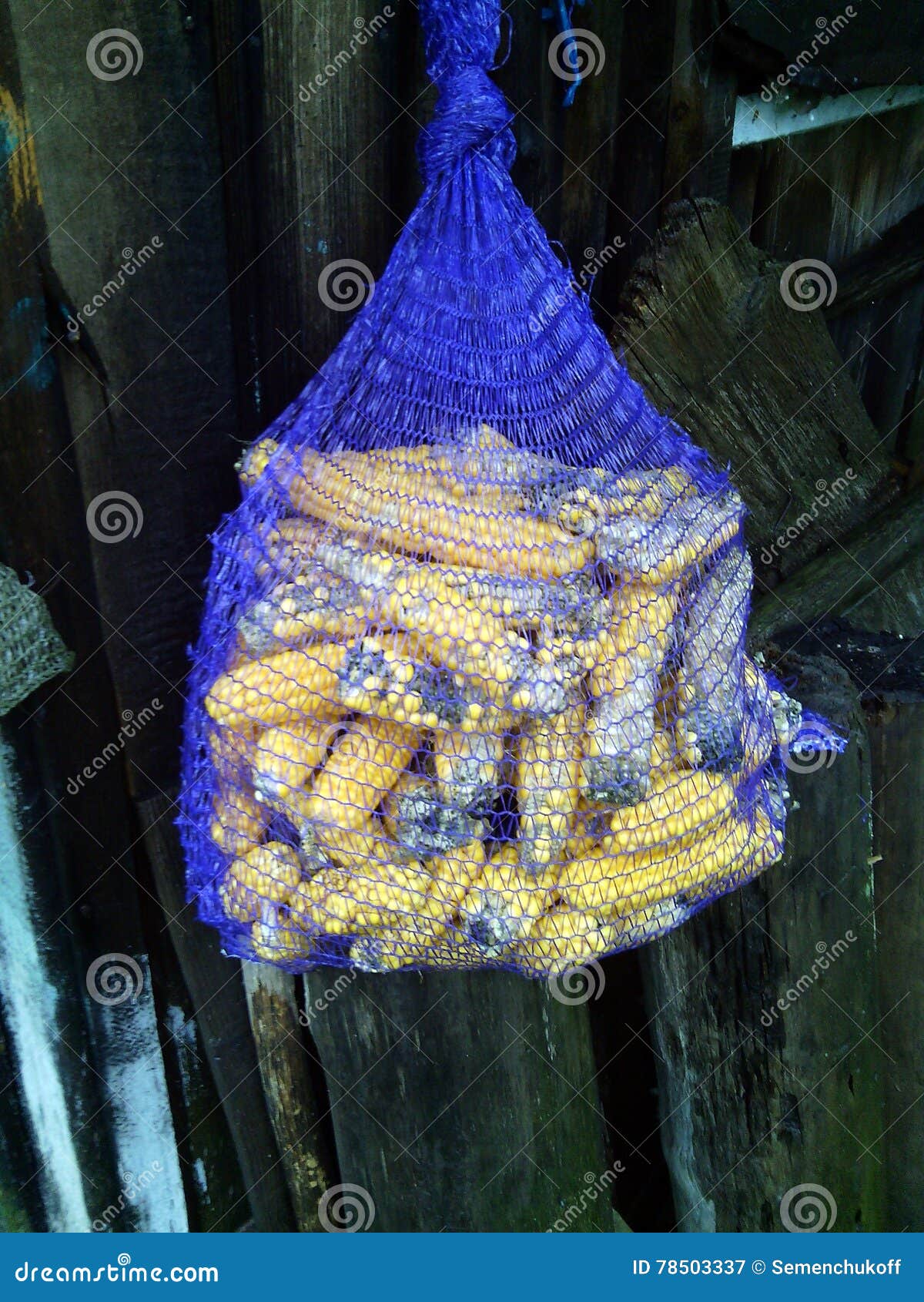 Corn stock image. Image of drying, grid, corn, blue, popcorn - 78503337