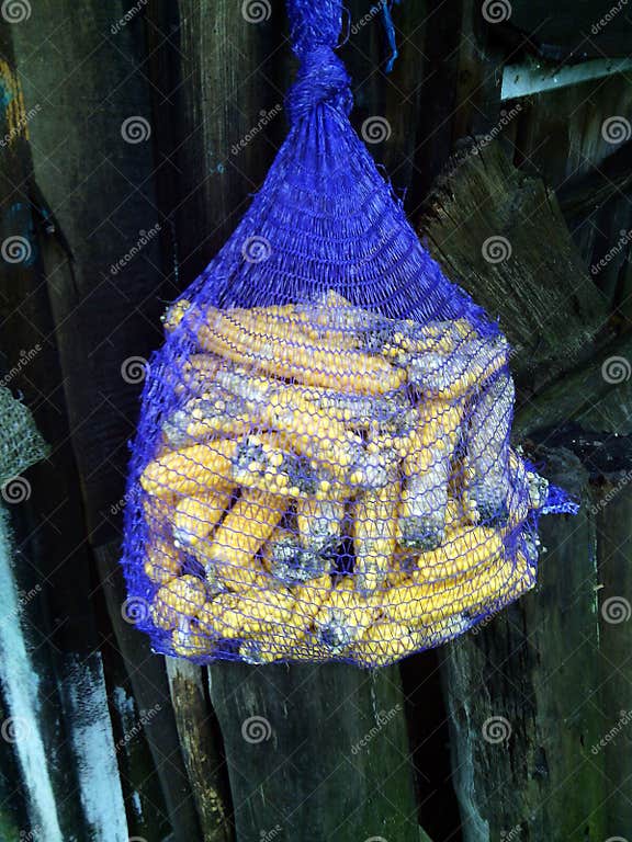 Corn stock image. Image of drying, grid, corn, blue, popcorn - 78503337