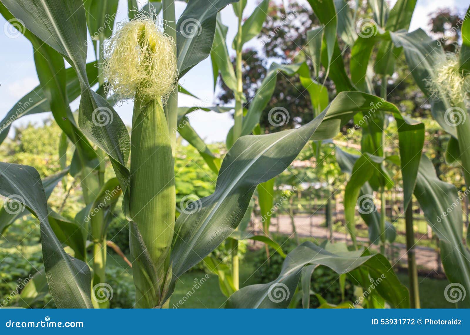 Corn in the garden stock photo. Image of spring, harvest - 53931772