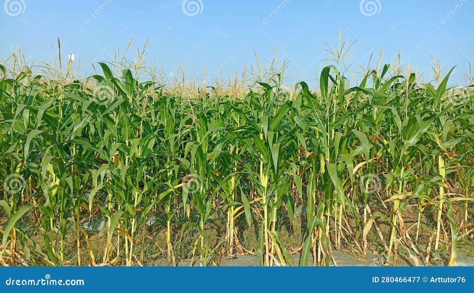 Corn in the Garden, a Green Field of Growing Corn Stock Image - Image ...