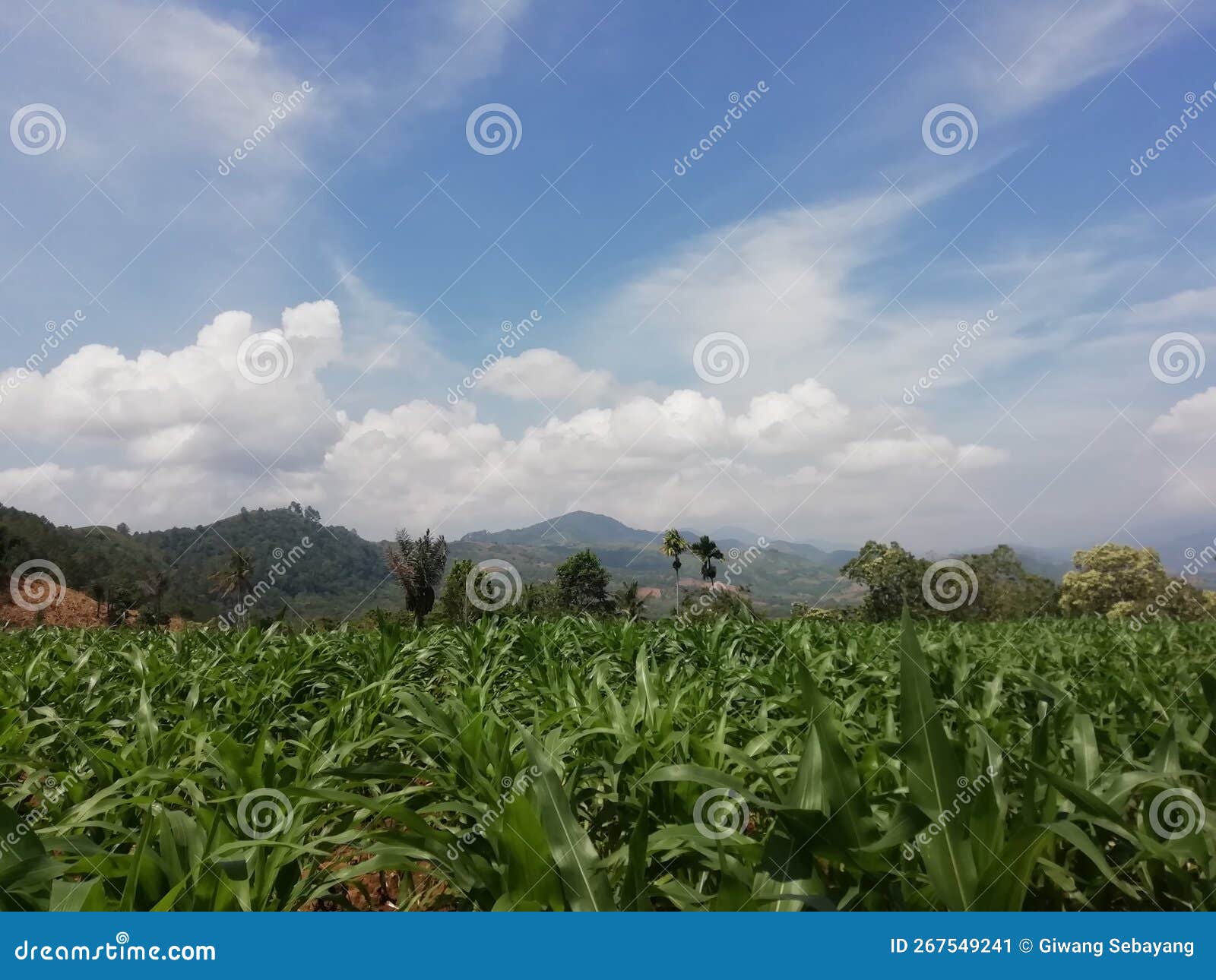 Corn Garden in Karo Land stock image. Image of grassland - 267549241