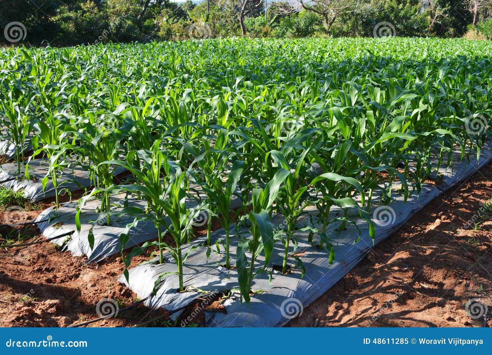 Corn Garden stock image. Image of food, color, isolated - 48611285