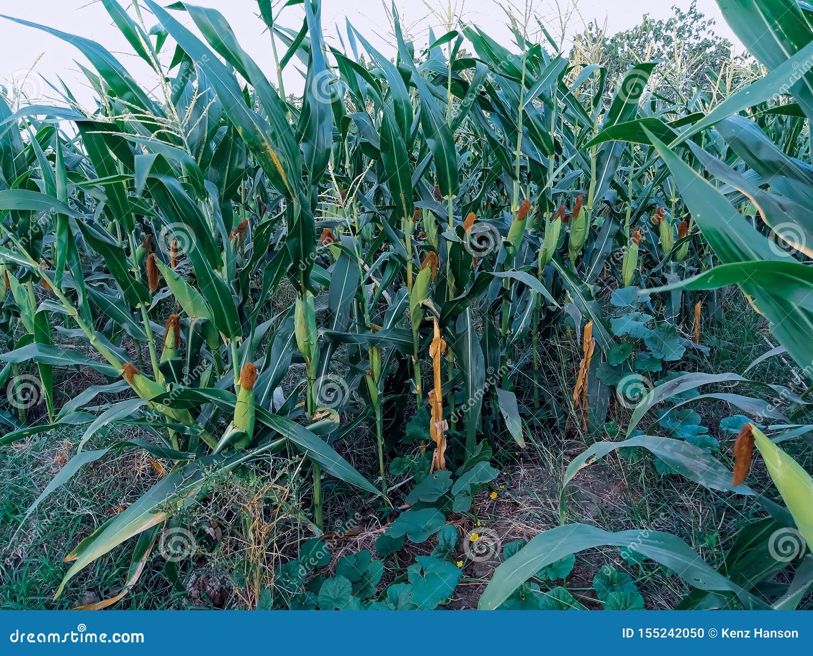 Corn gardens stock photo. Image of natural, plant, corn - 155242050