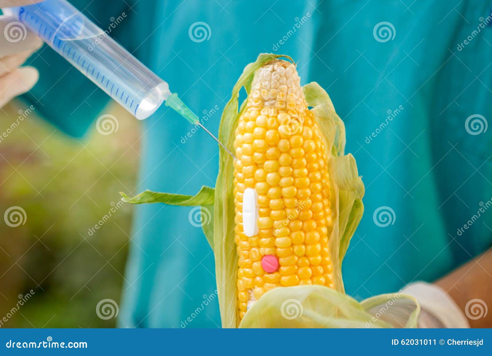 Corn in Genetic Engineering Laboratory Stock Image - Image of genetics ...