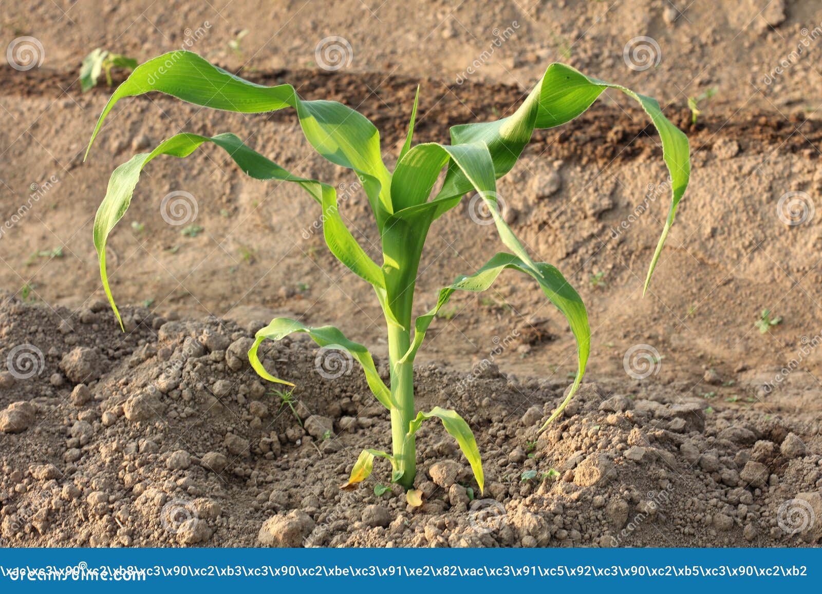 Corn germ stock photo. Image of leaf, health, nutritious - 20350648