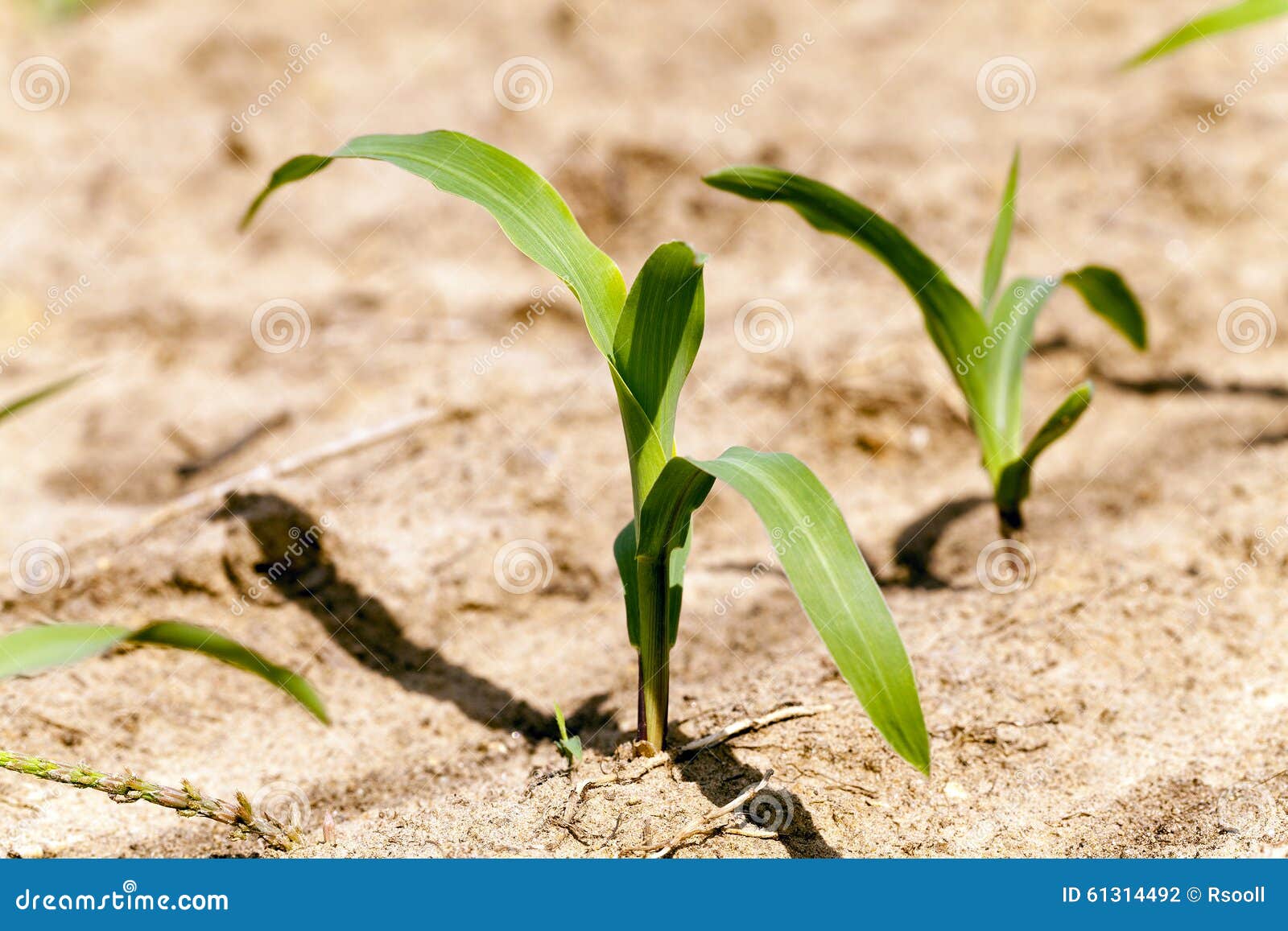 Corn germ . close up stock photo. Image of culture, meadow - 61314492
