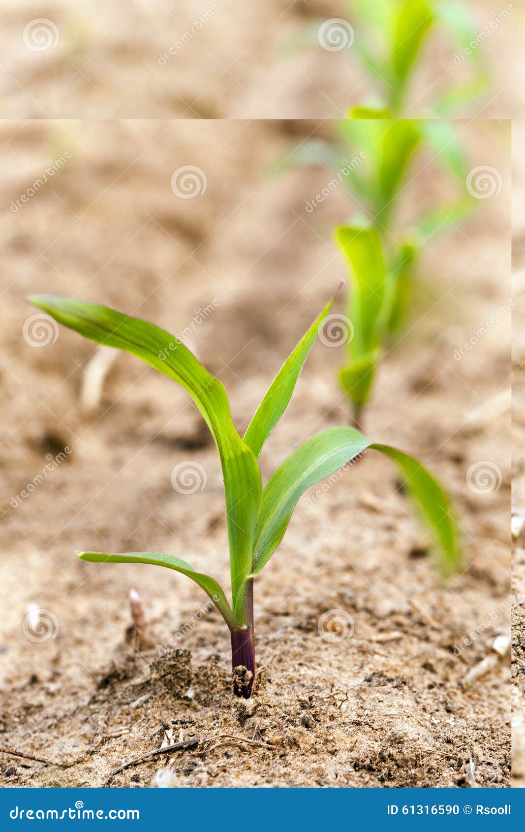 Corn germ . close up stock photo. Image of crop, growth - 61316590