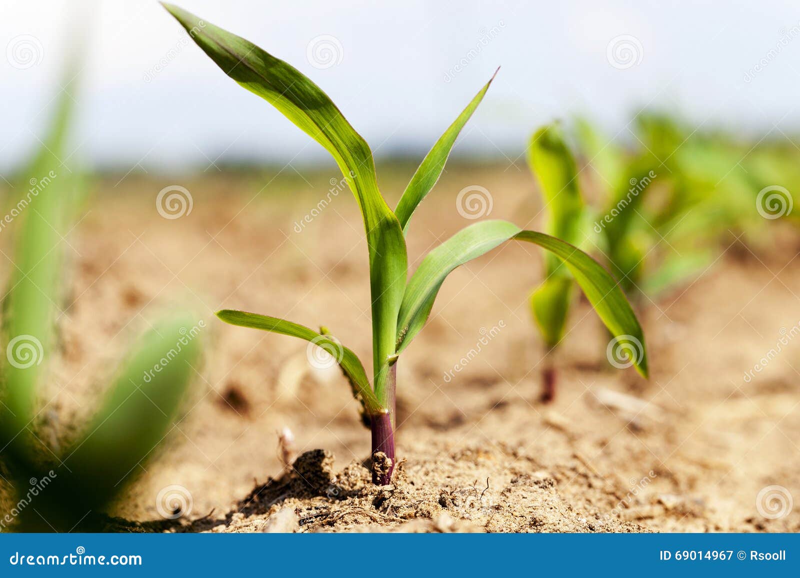 Corn germ, close up stock image. Image of height, increase - 69014967