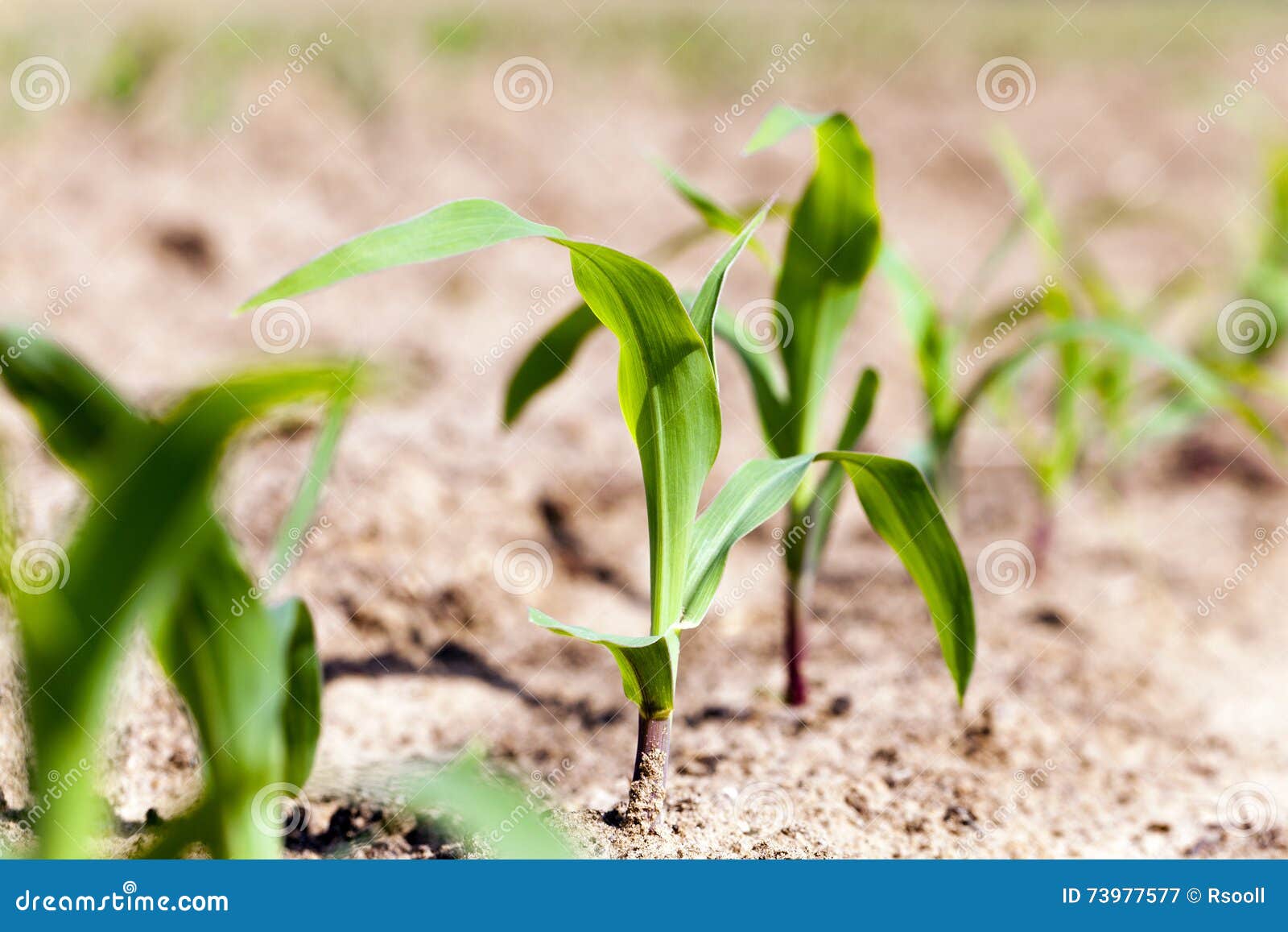 Corn germ , close up stock image. Image of environment - 73977577