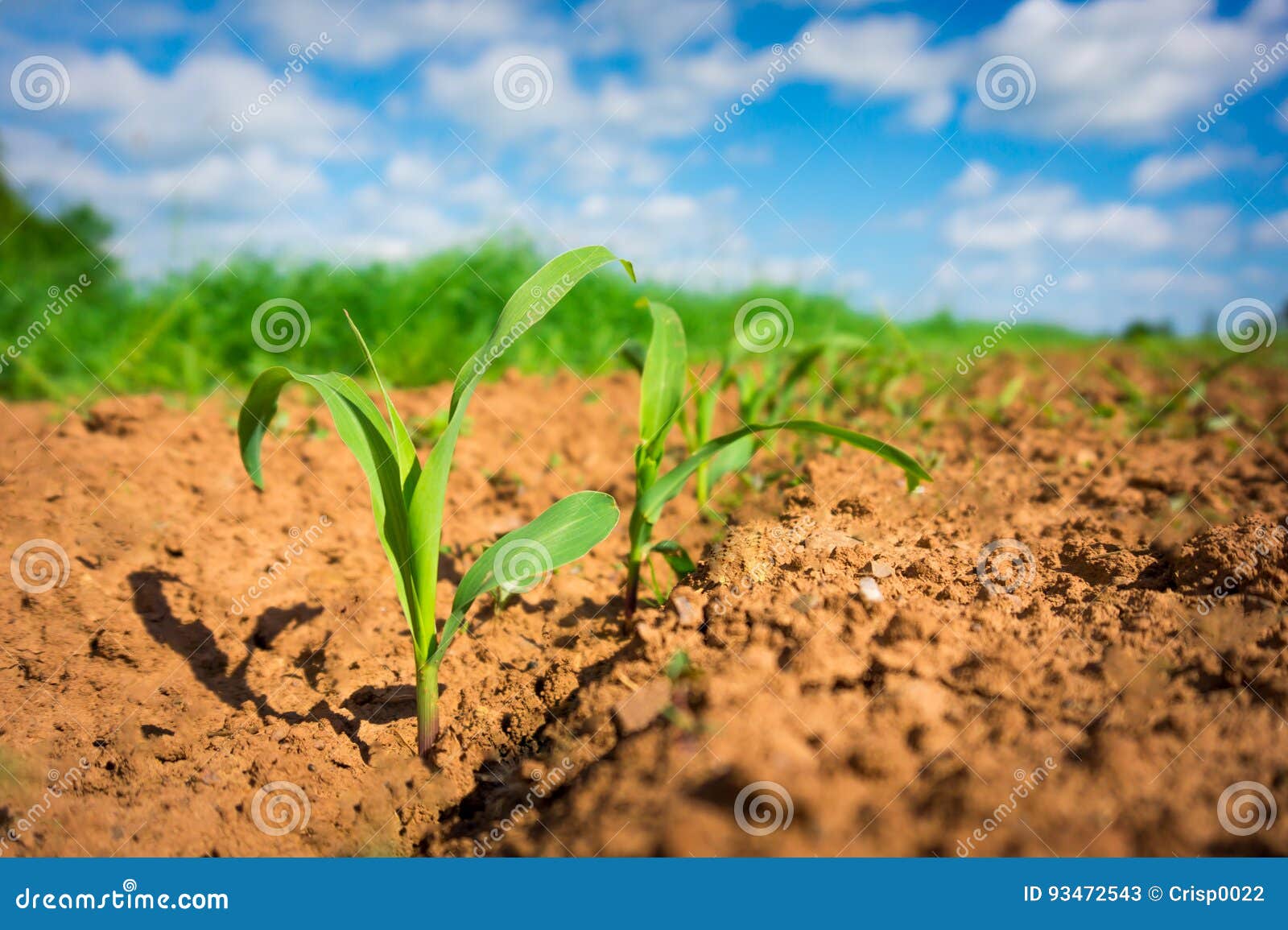 Corn germ stock image. Image of meadow, leaf, agriculture - 93472543