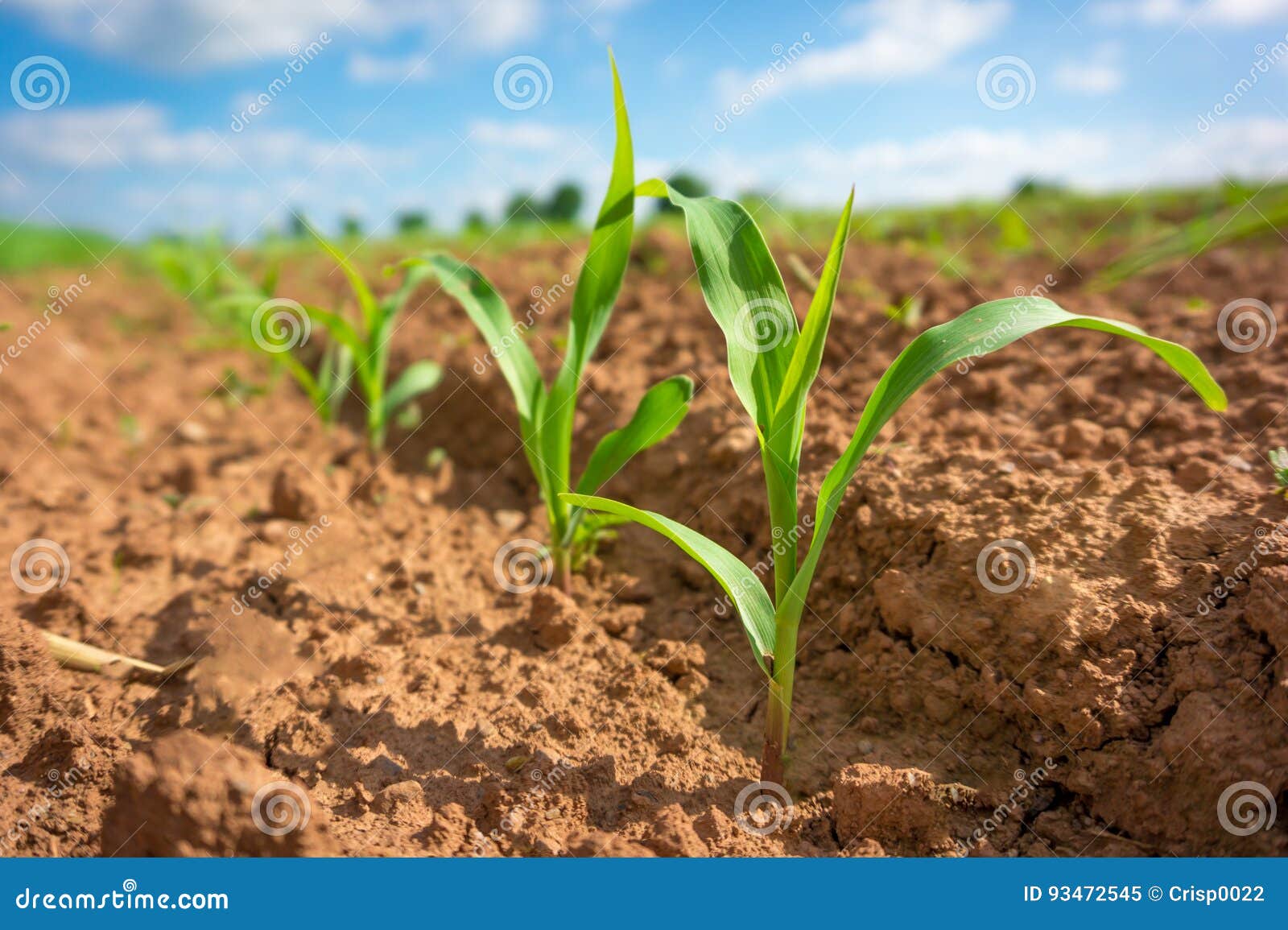 Corn germ stock image. Image of plant, landscape, cultivate - 93472545