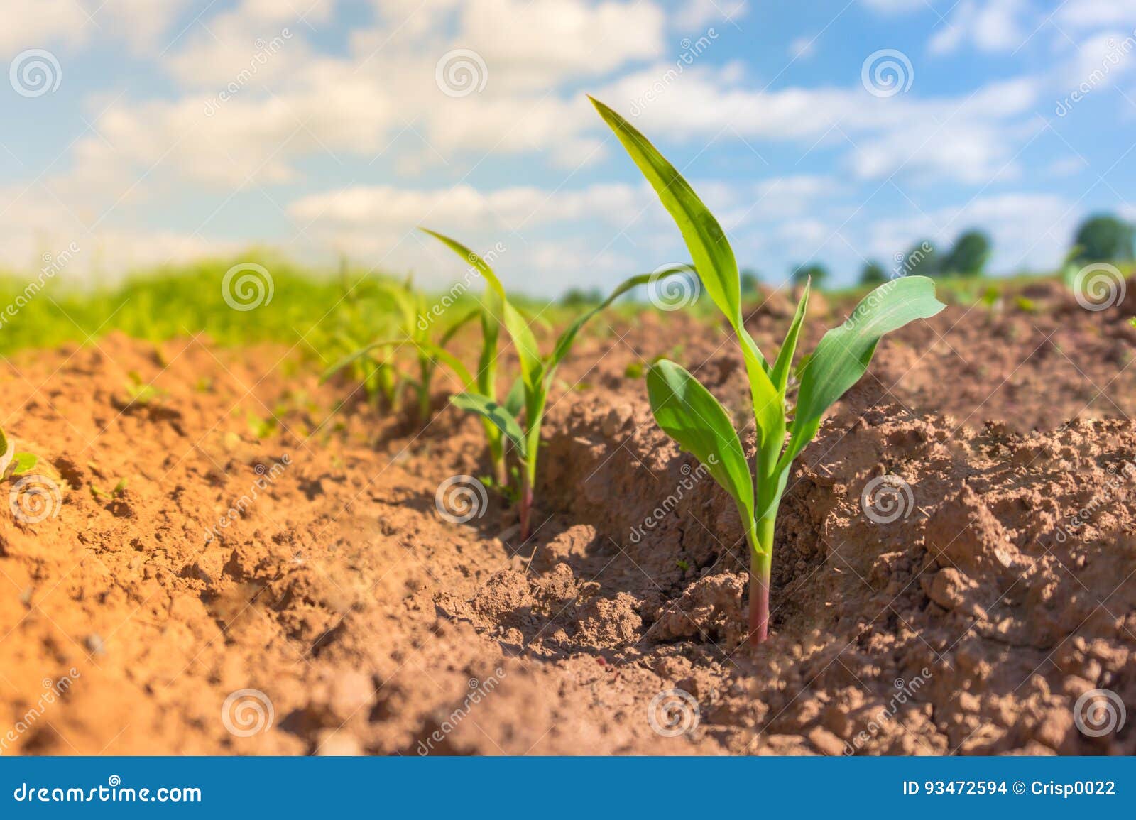 Corn germ stock photo. Image of blue, agriculture, culture - 93472594