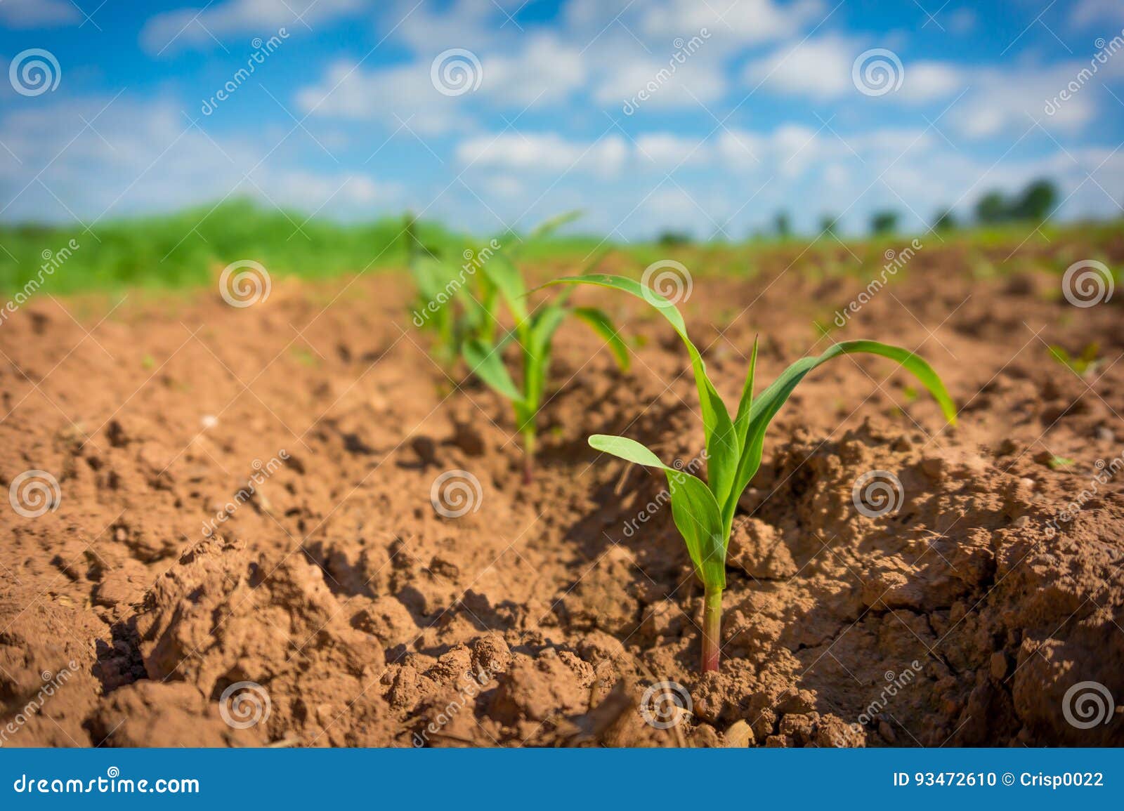 Corn germ stock photo. Image of cultivate, culture, leaf - 93472610