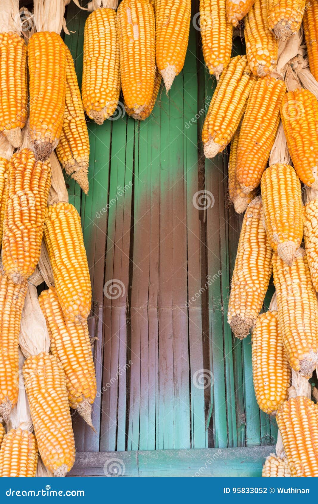 Corn stock photo. Image of bamboo, food, nutrition, grain - 95833052