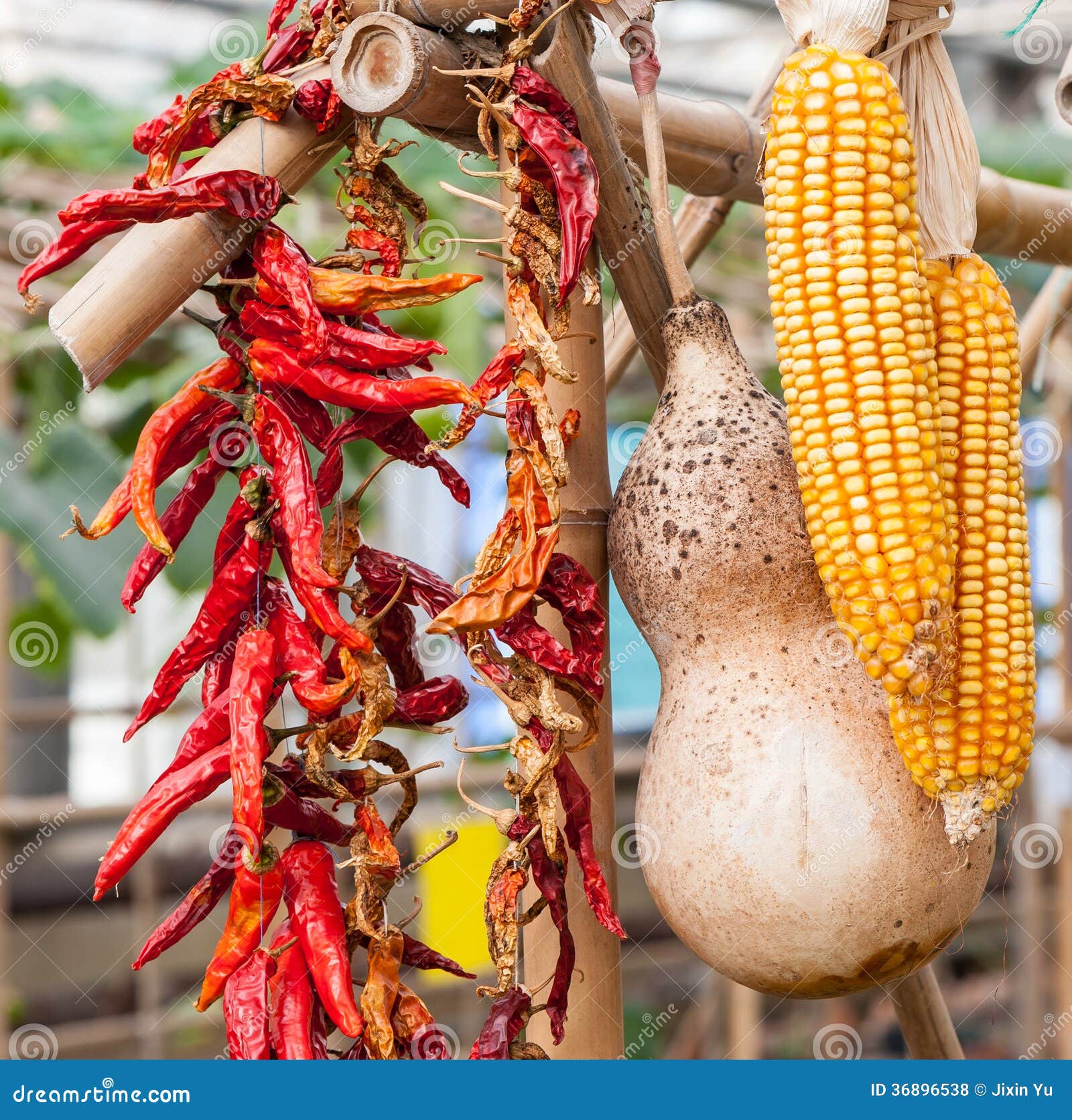 Corn, Gourd,Chili stock photo. Image of food, vegetables - 36896538