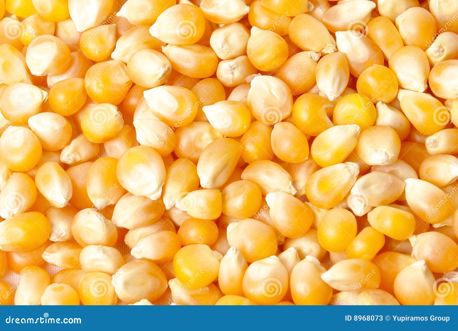 Corn grain stock image. Image of produce, cooking, corn - 8968073