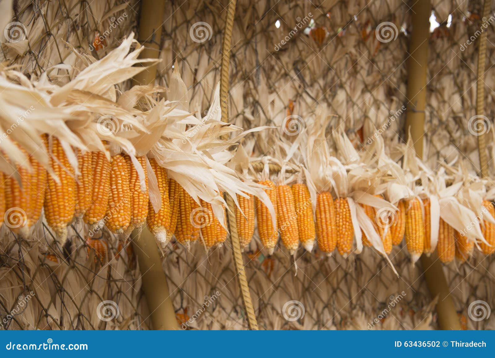 Corn grain abstract stock photo. Image of agriculture - 63436502