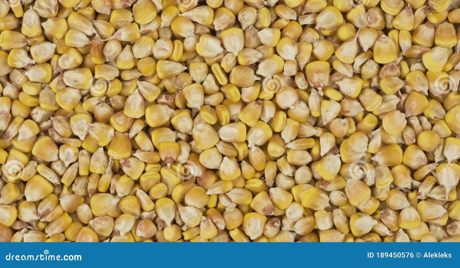 Corn Grain Background, Texture. Rotation and Zoom Out of Grain ...