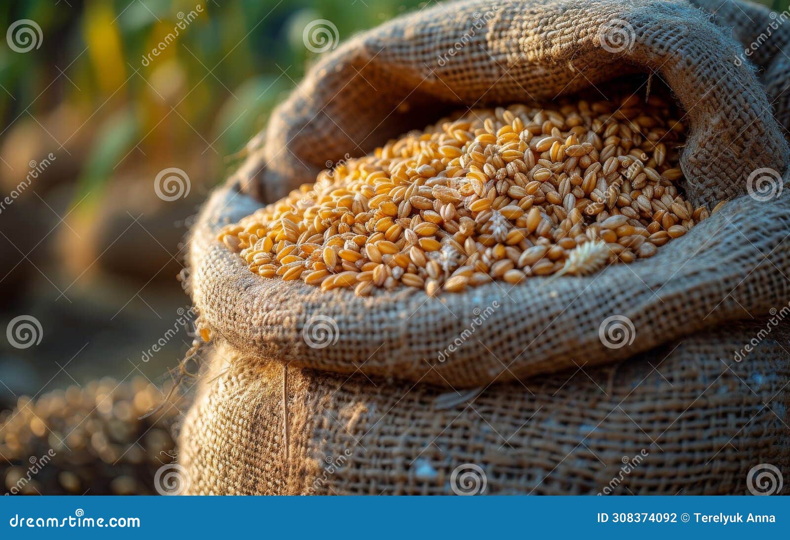 Corn Grain in Burlap Bag on the Background of Agricultural Crops in the ...