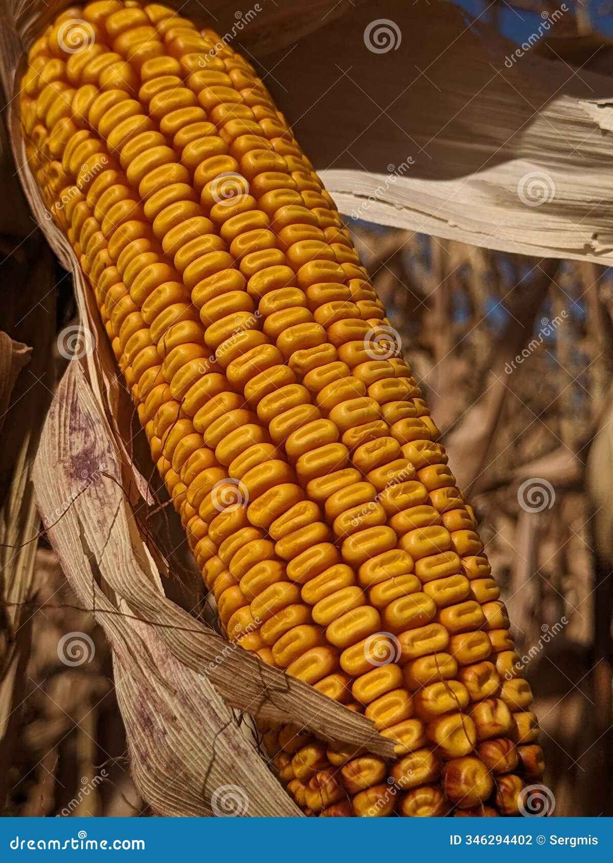 Corn grain in cobs. Autumn stock photo. Image of corn - 346294402