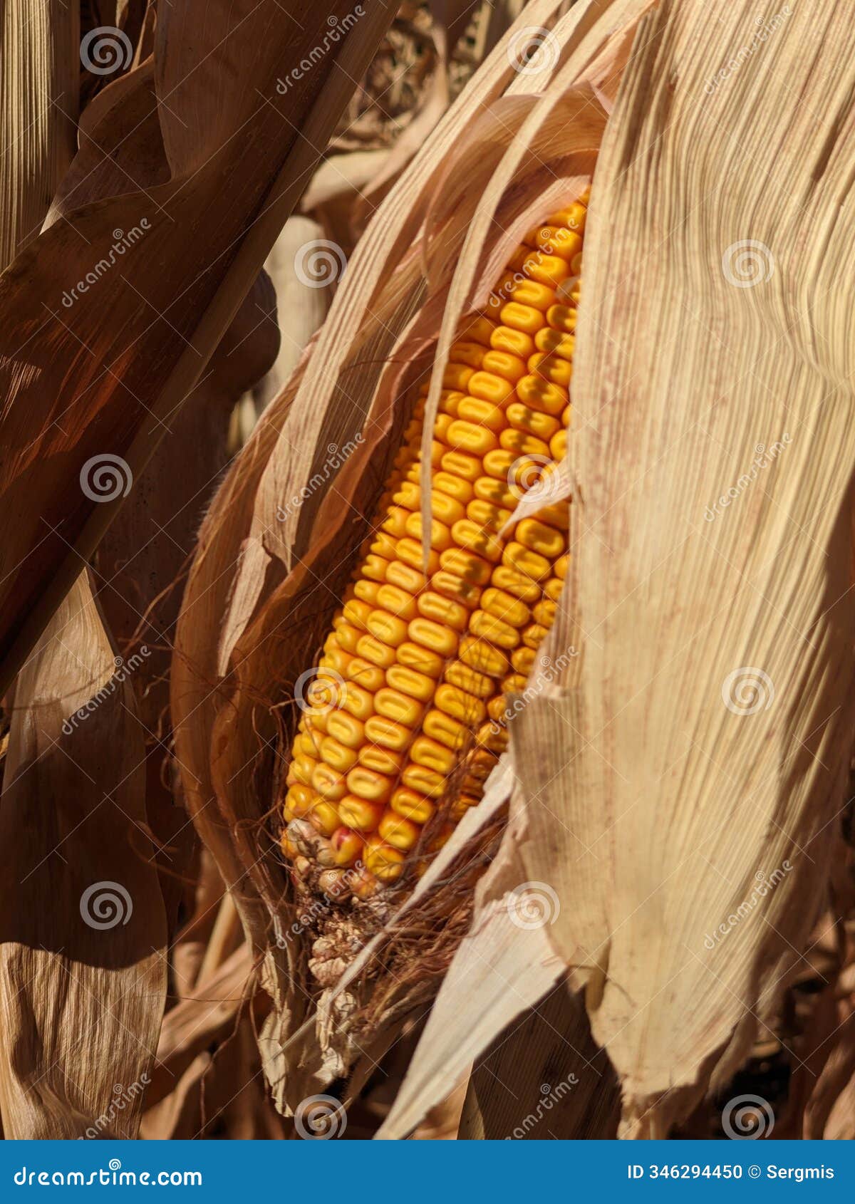 Corn grain in cobs. Autumn stock photo. Image of plant - 346294450