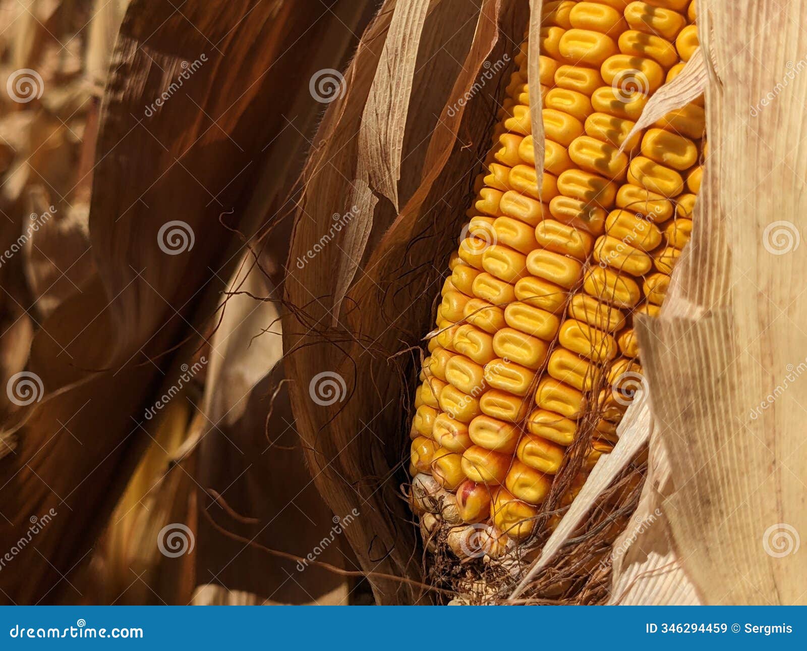 Corn grain in cobs. Autumn stock image. Image of leaf - 346294459