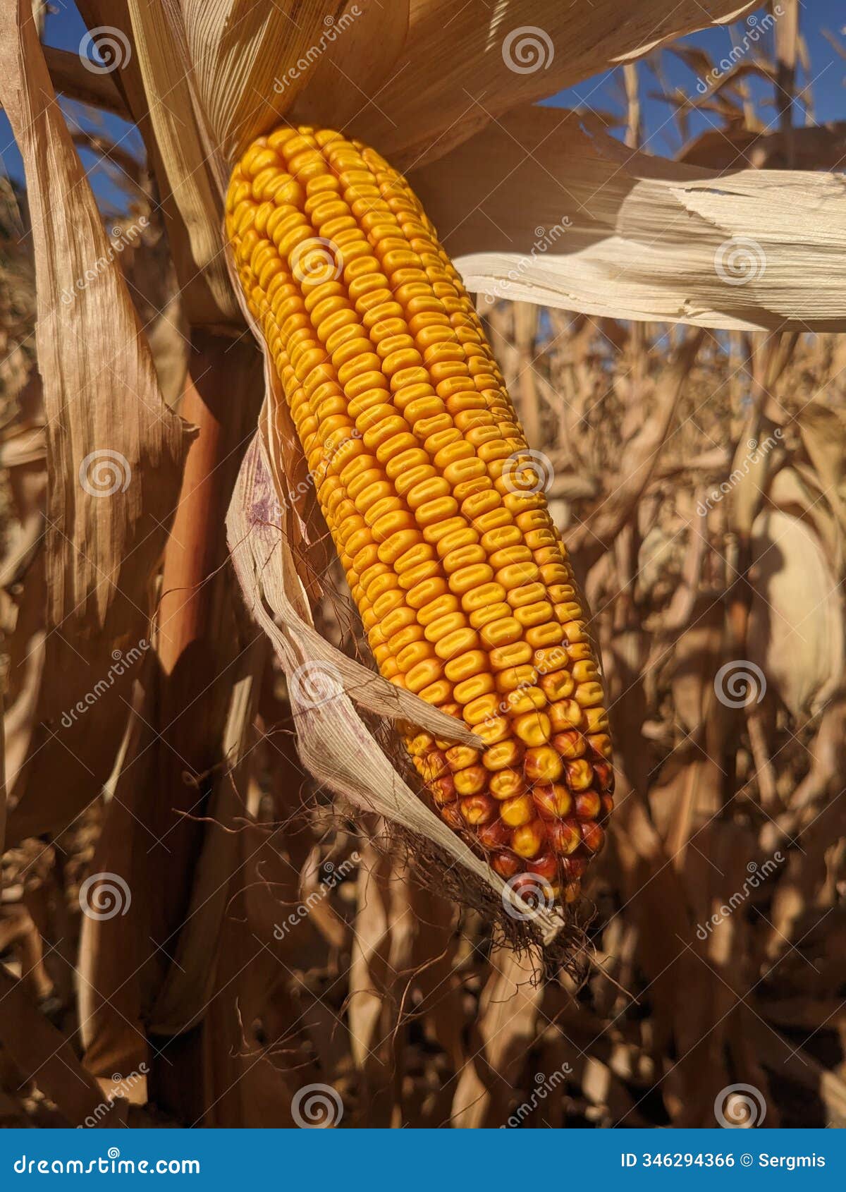 Corn grain in cobs. Autumn stock photo. Image of undefined - 346294366