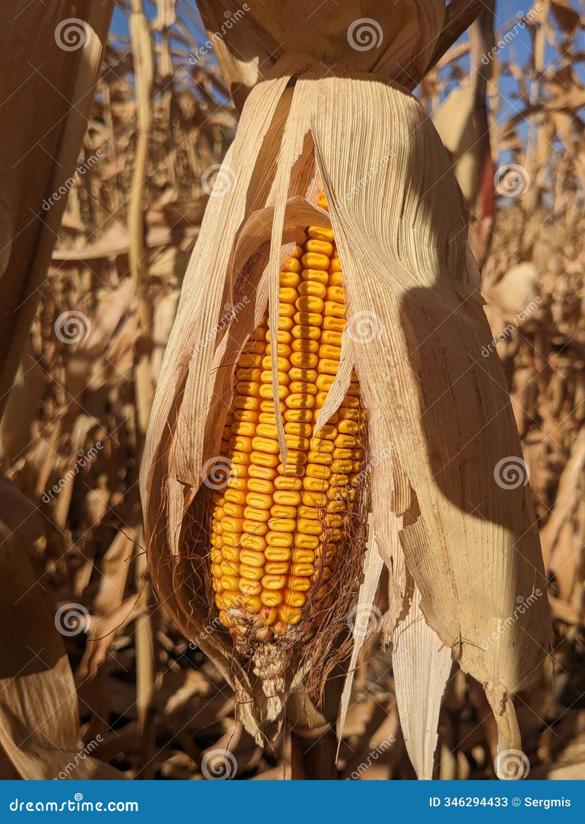 Corn grain in cobs. Autumn stock image. Image of soil - 346294433